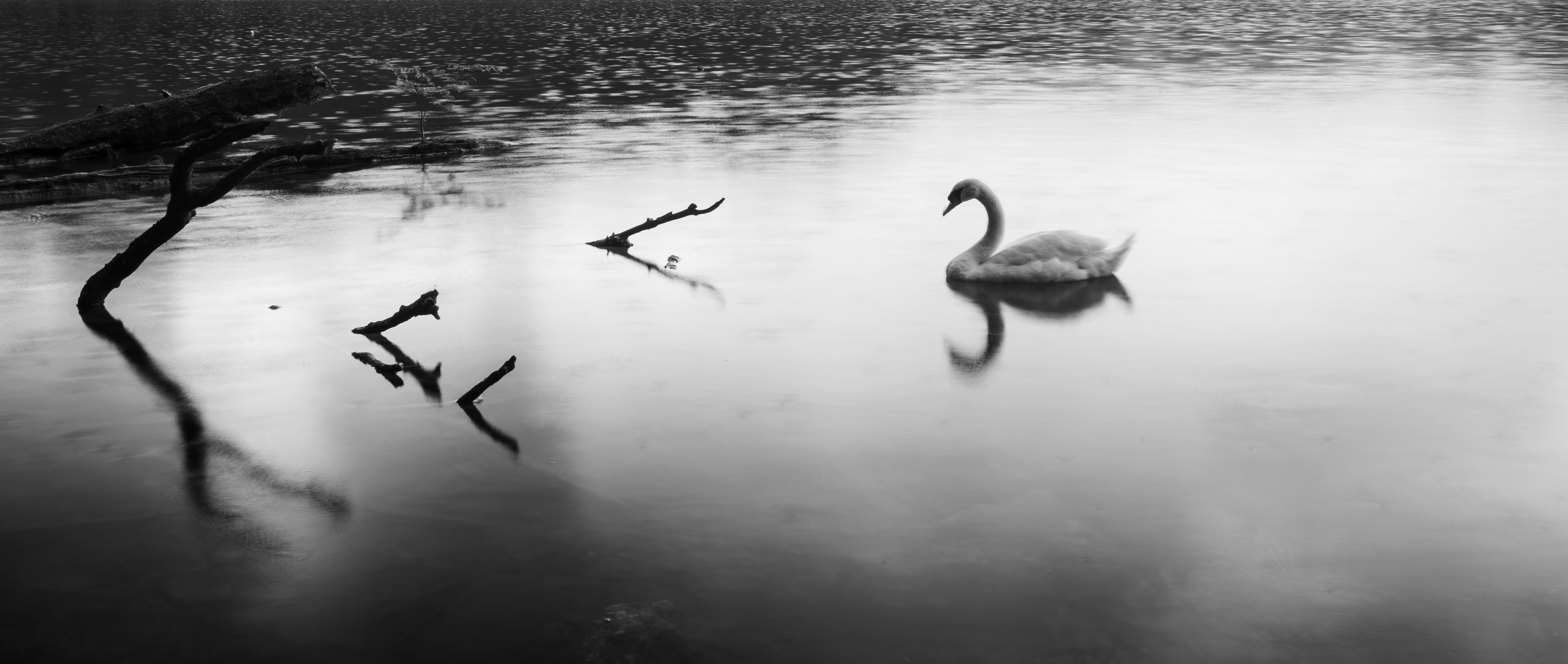 Swan Silhouette on Quiet Waters