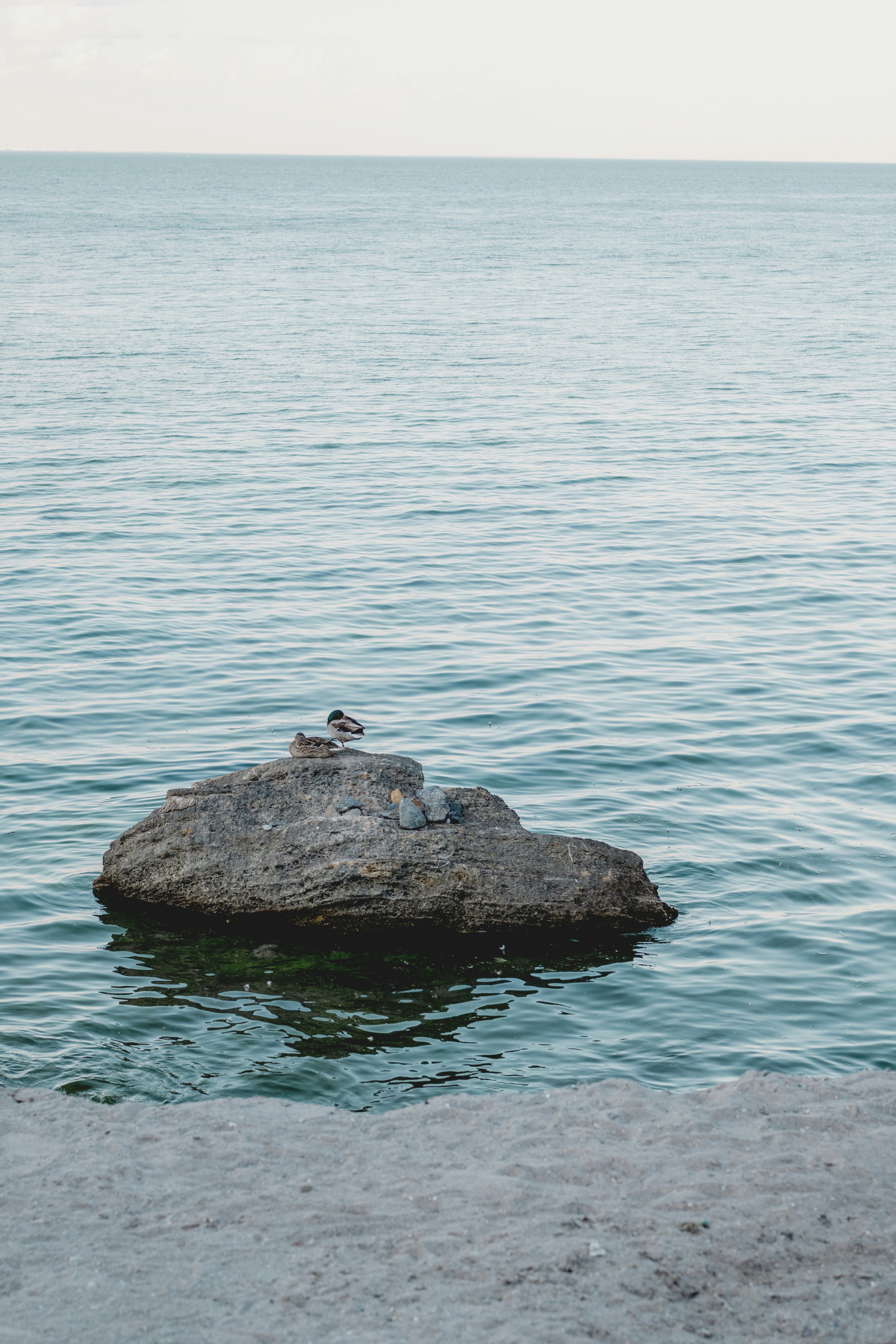 Lone Seabird on a Quiet Ocean Rock