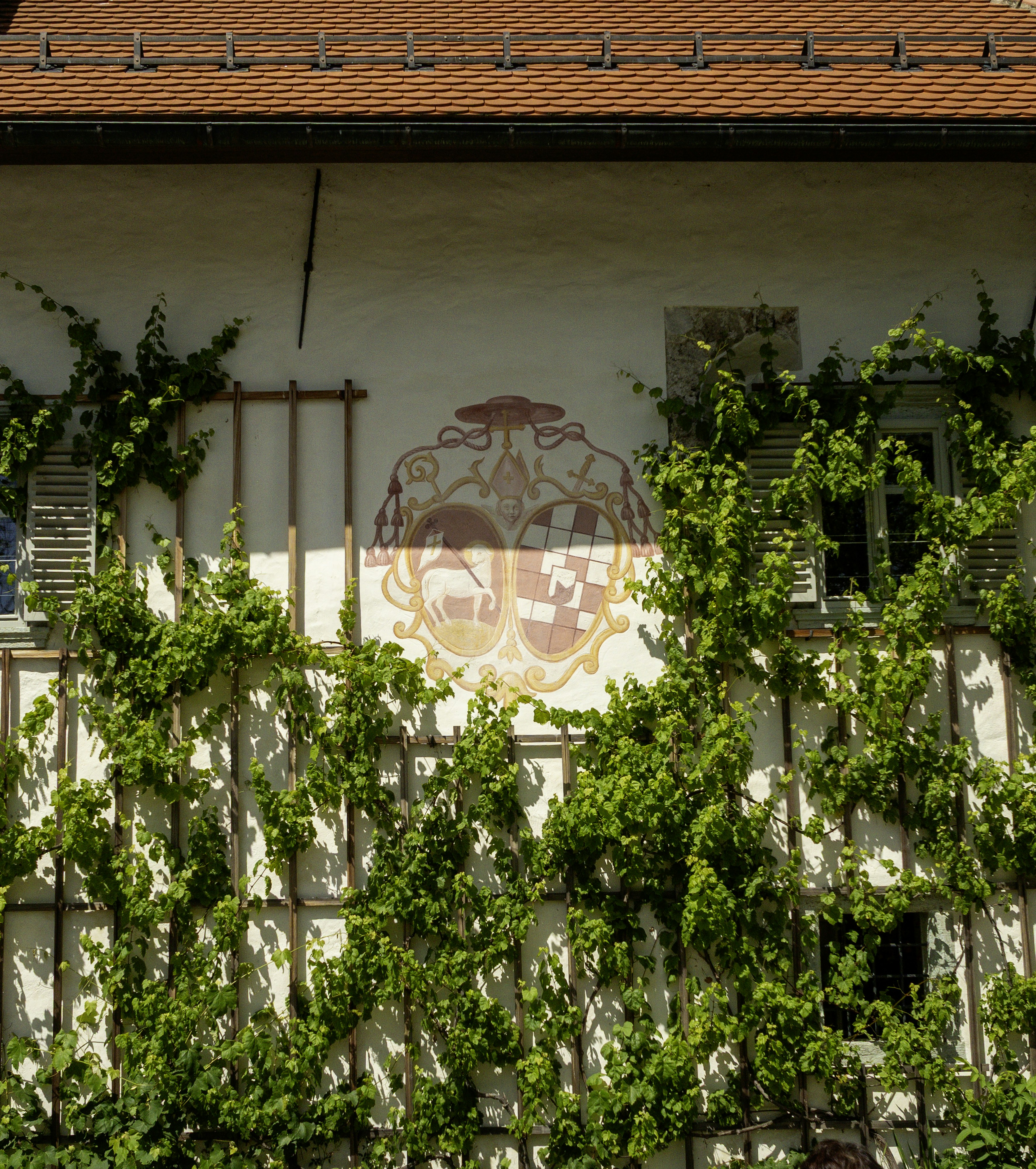 Grapevine Cloak: a mural framed by ivy on a sunlit wall