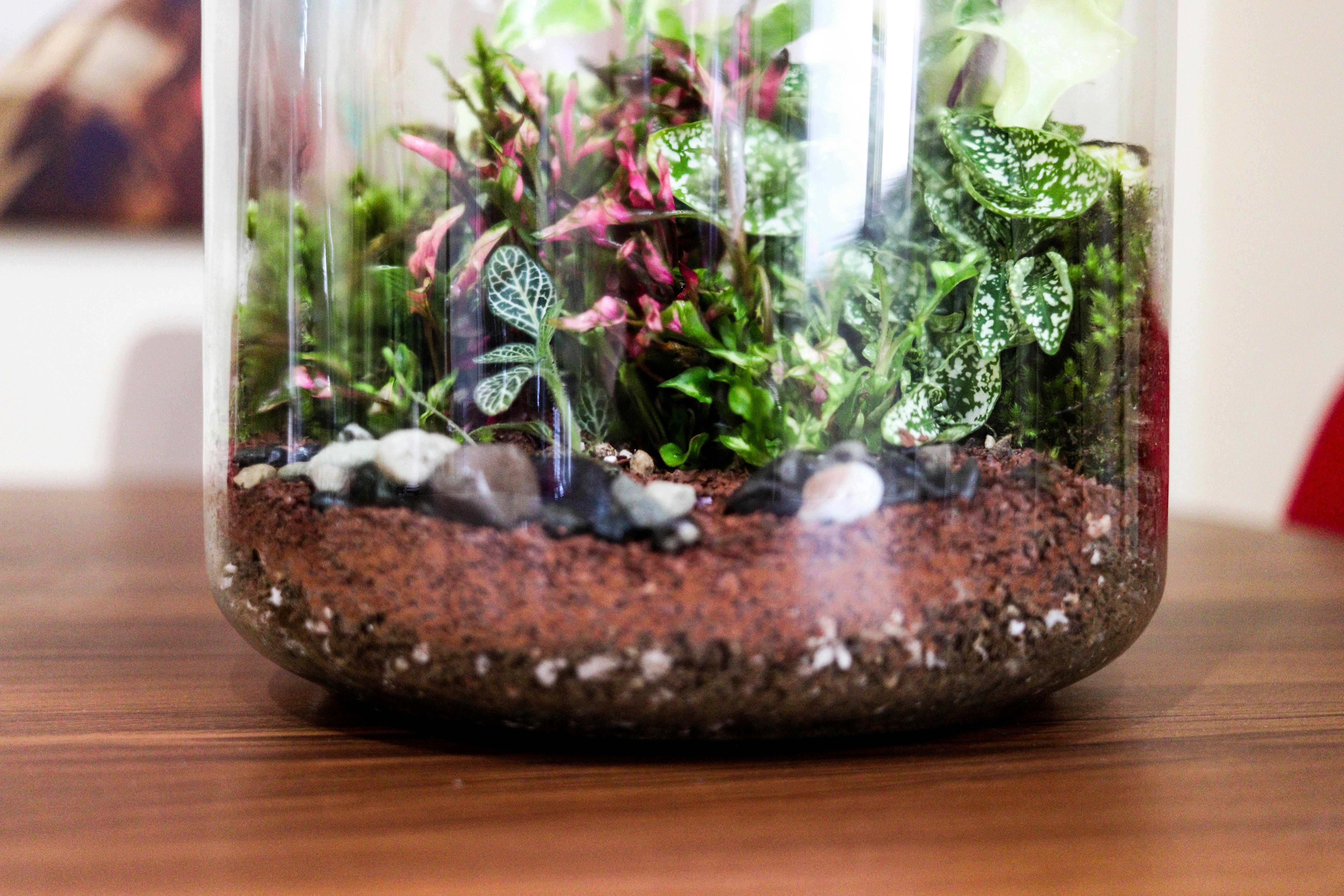 Hidden Terrarium in a Glass Vessel: Subtle Life Beyond the Rim