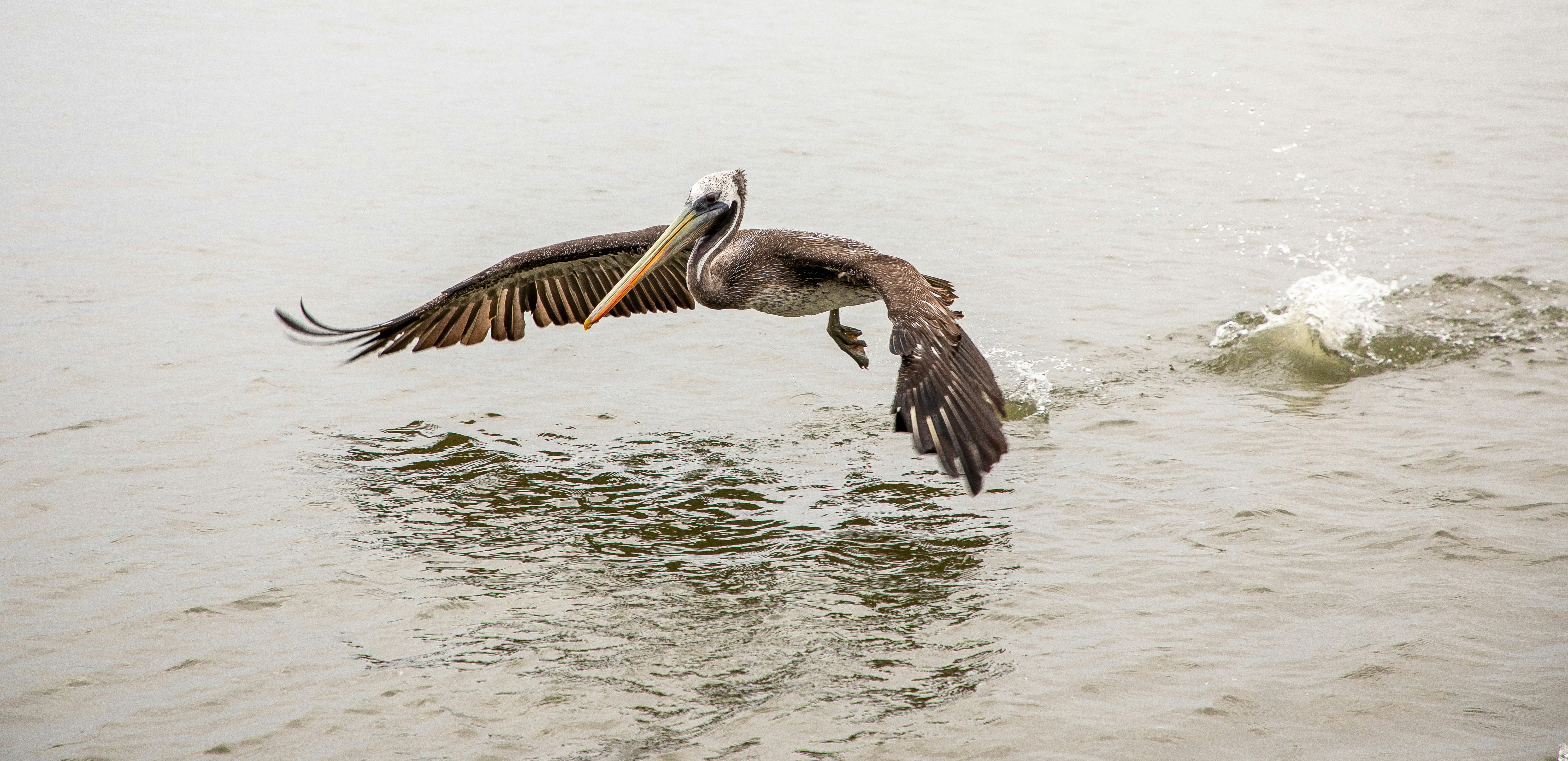 Wingbeat Over Water: Pelican in Partial Glide