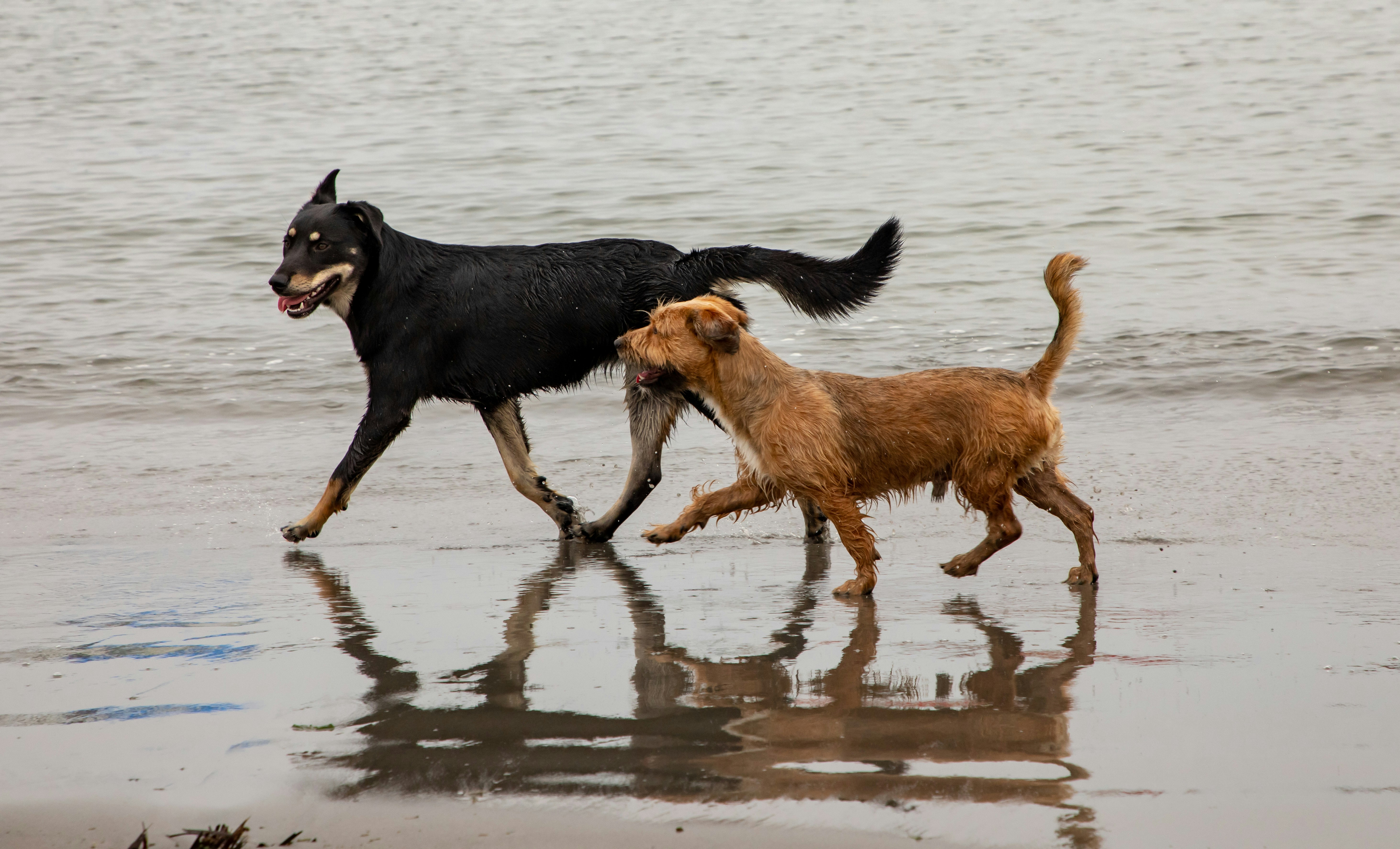 Two-Tone Dash: Black and Rust Canines Sprint Across a Tidal Mirror