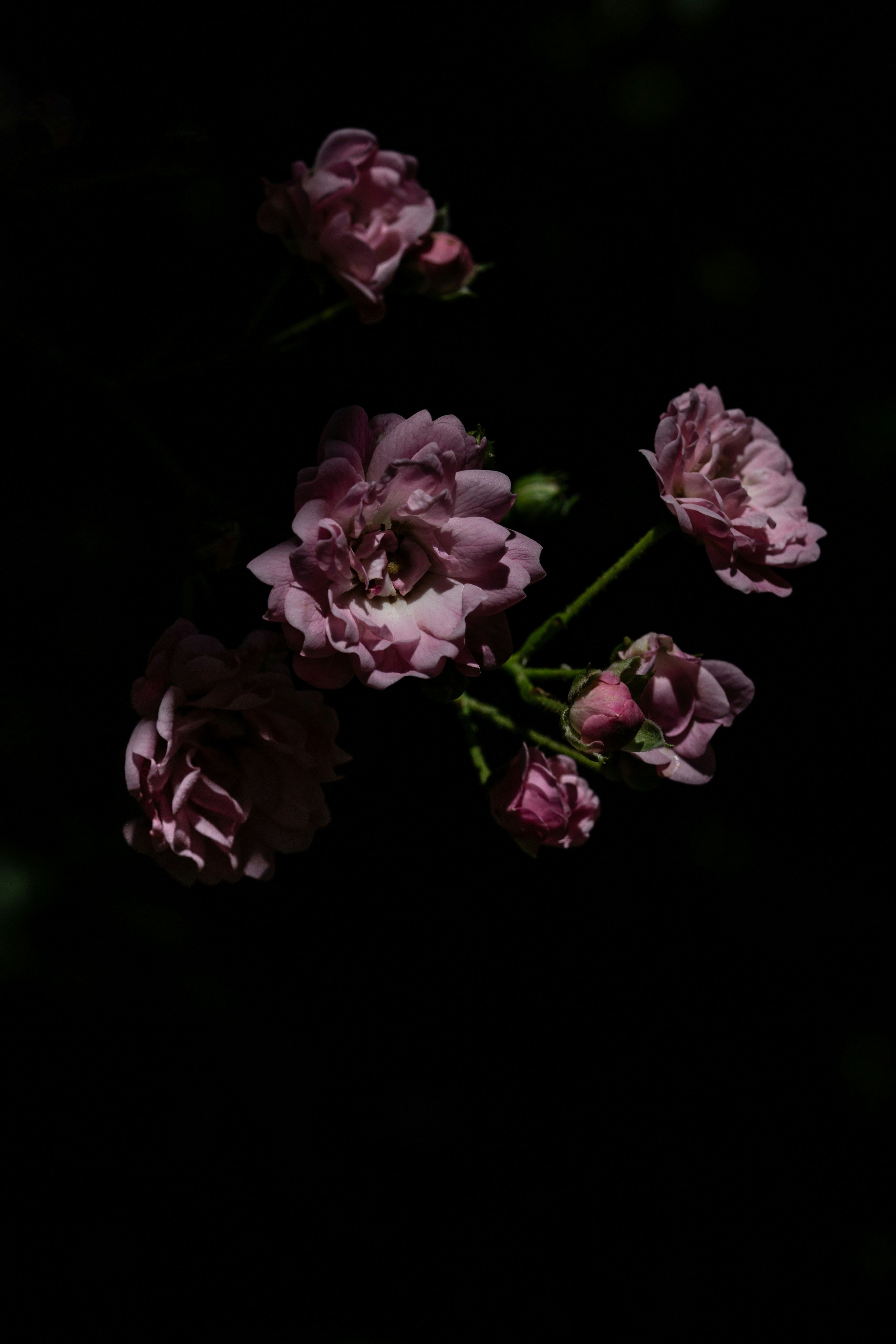 Spotlit Roses: A Velvet Bloom Tossed in Shadow