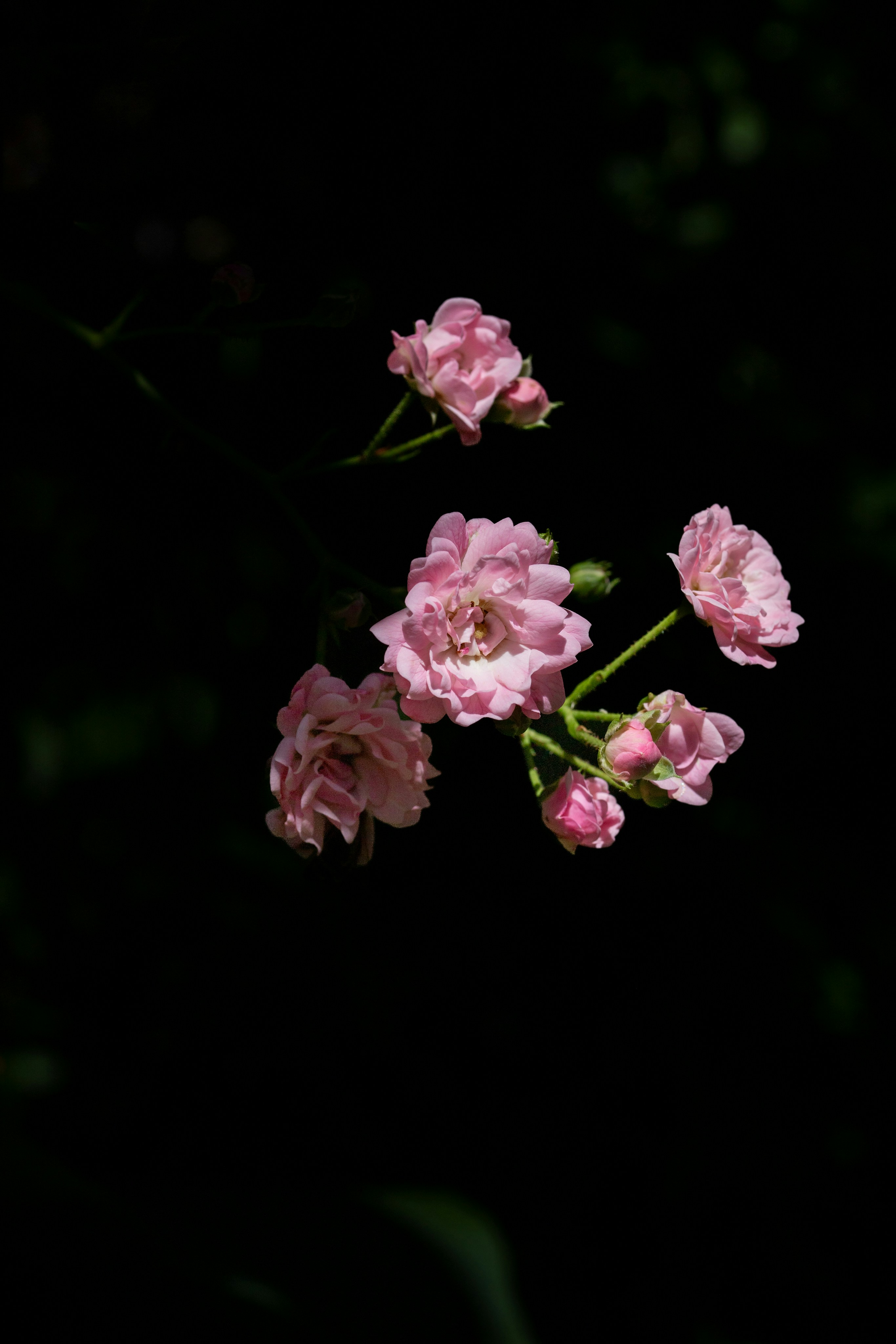 Moonlit Coveys of Pink: A Cluster of Blooming Rosettes