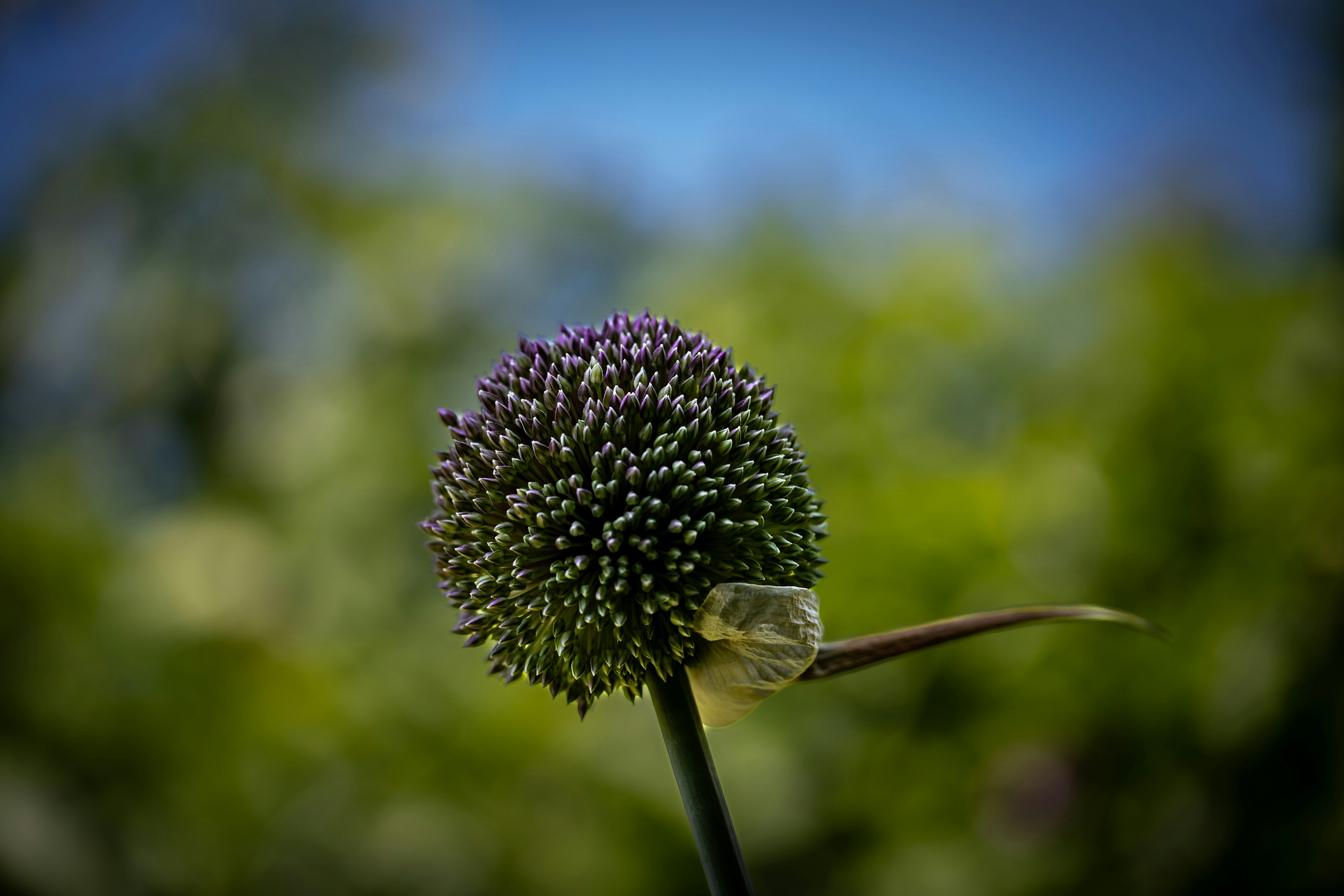 Echinacea-like Bloom in Focus Amid Soft Garden Backdrop