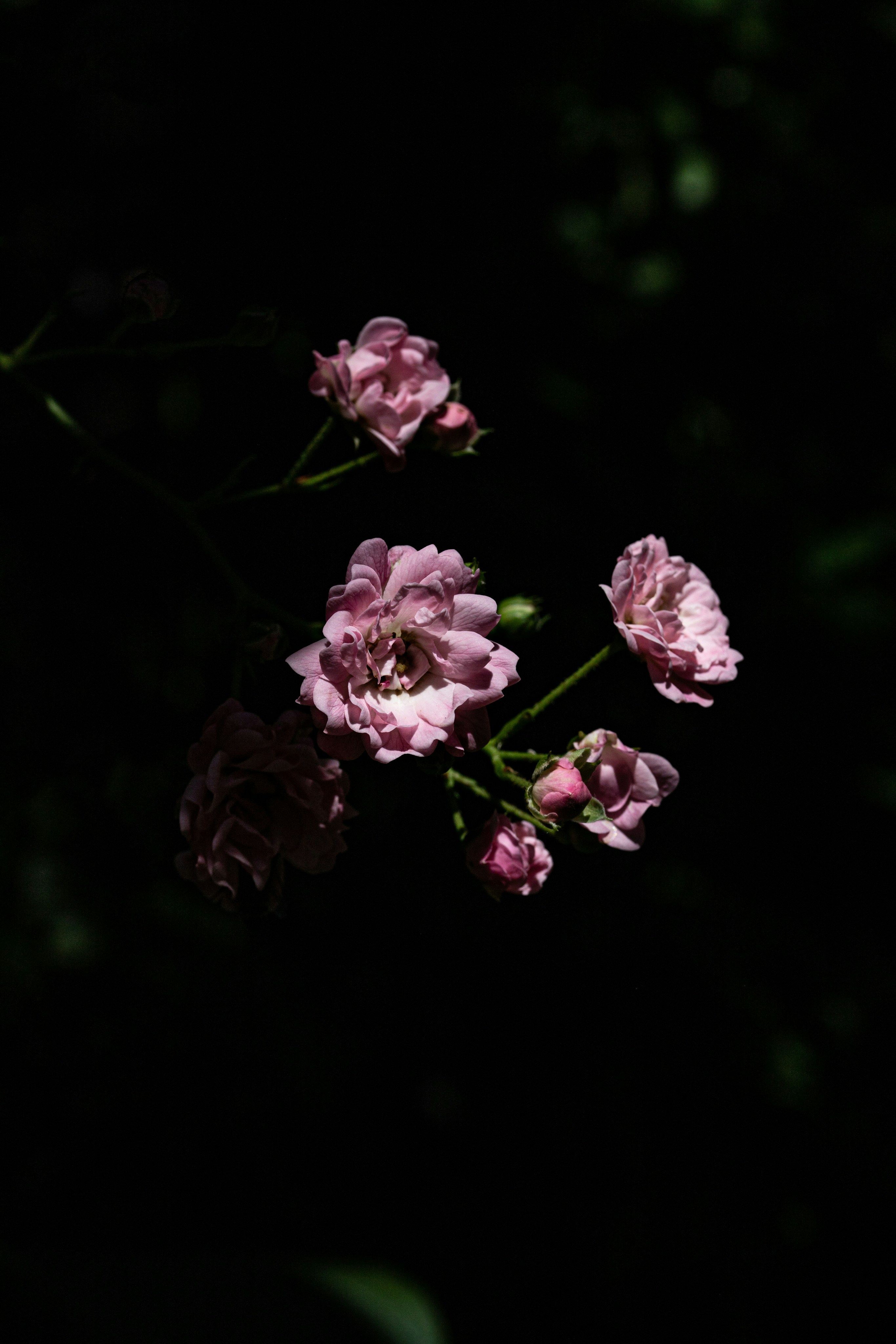 Pink Rose Cluster in Velvet Darkness