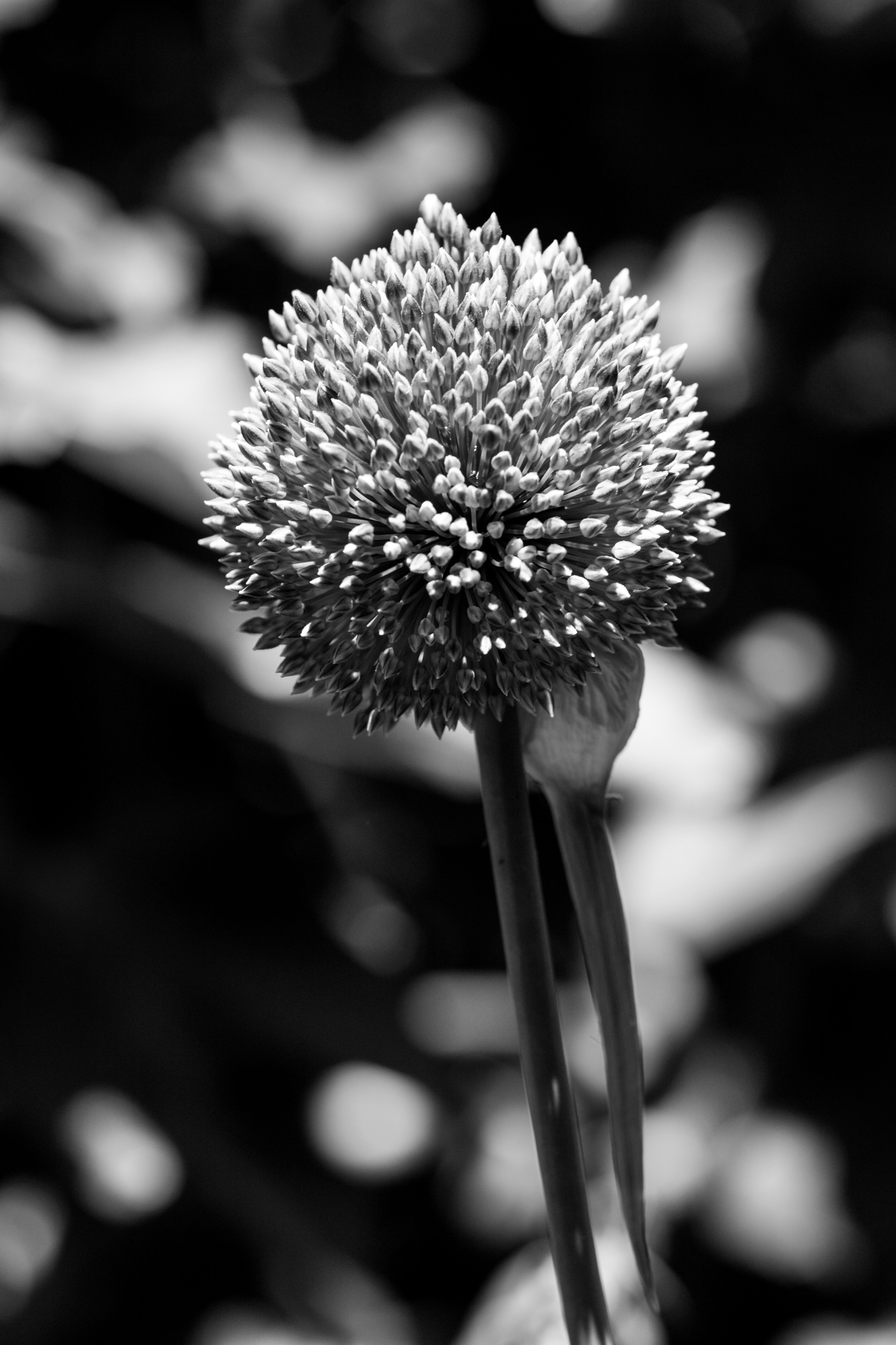 Monochrome Bloom: A Close-Up of a Singular Globe Flower