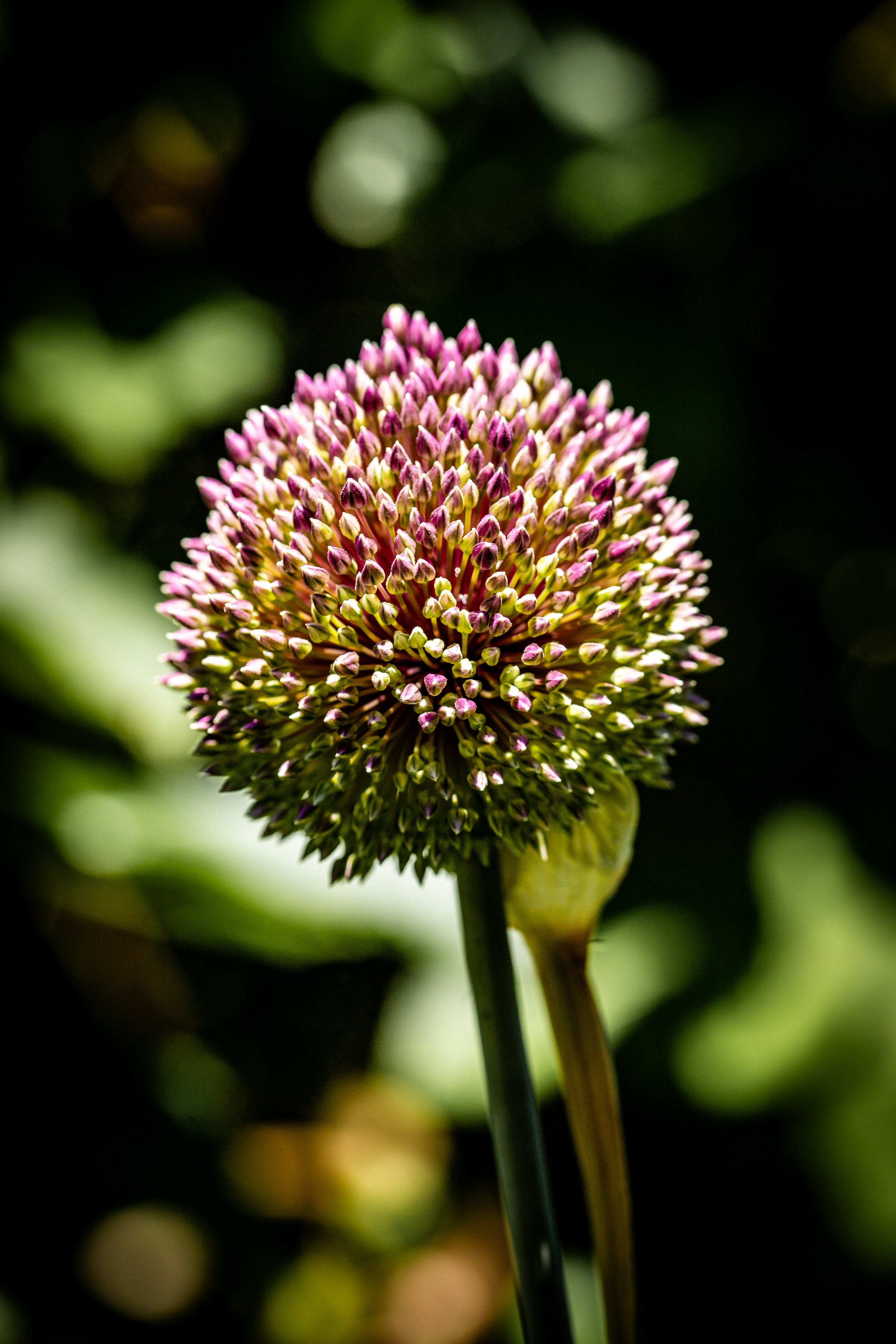 Emergent Blossom: a pink-tipped globular flower against a softly blurred backdrop