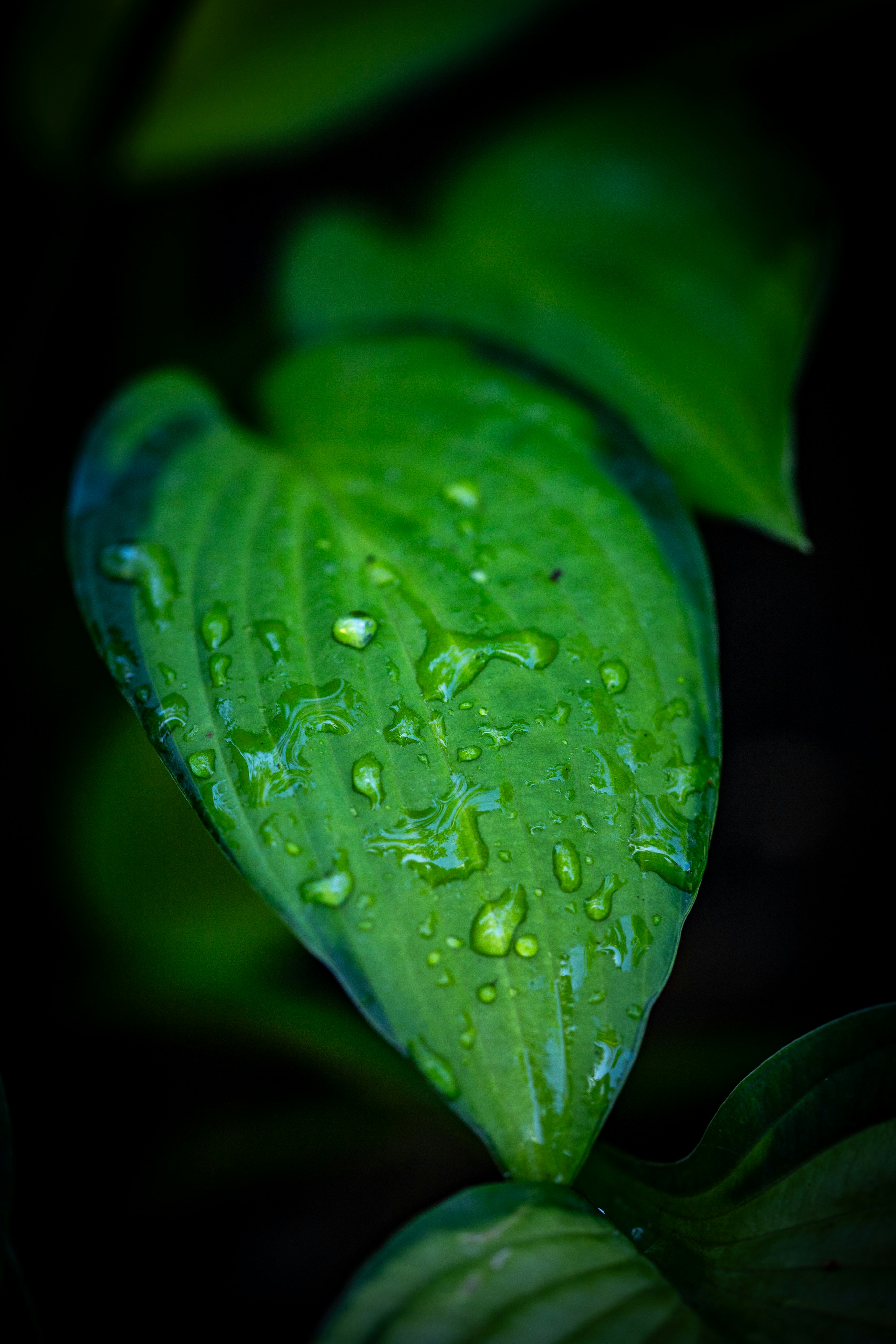 Dew-Kissed Leaf in Focus: A Quiet Night of Green