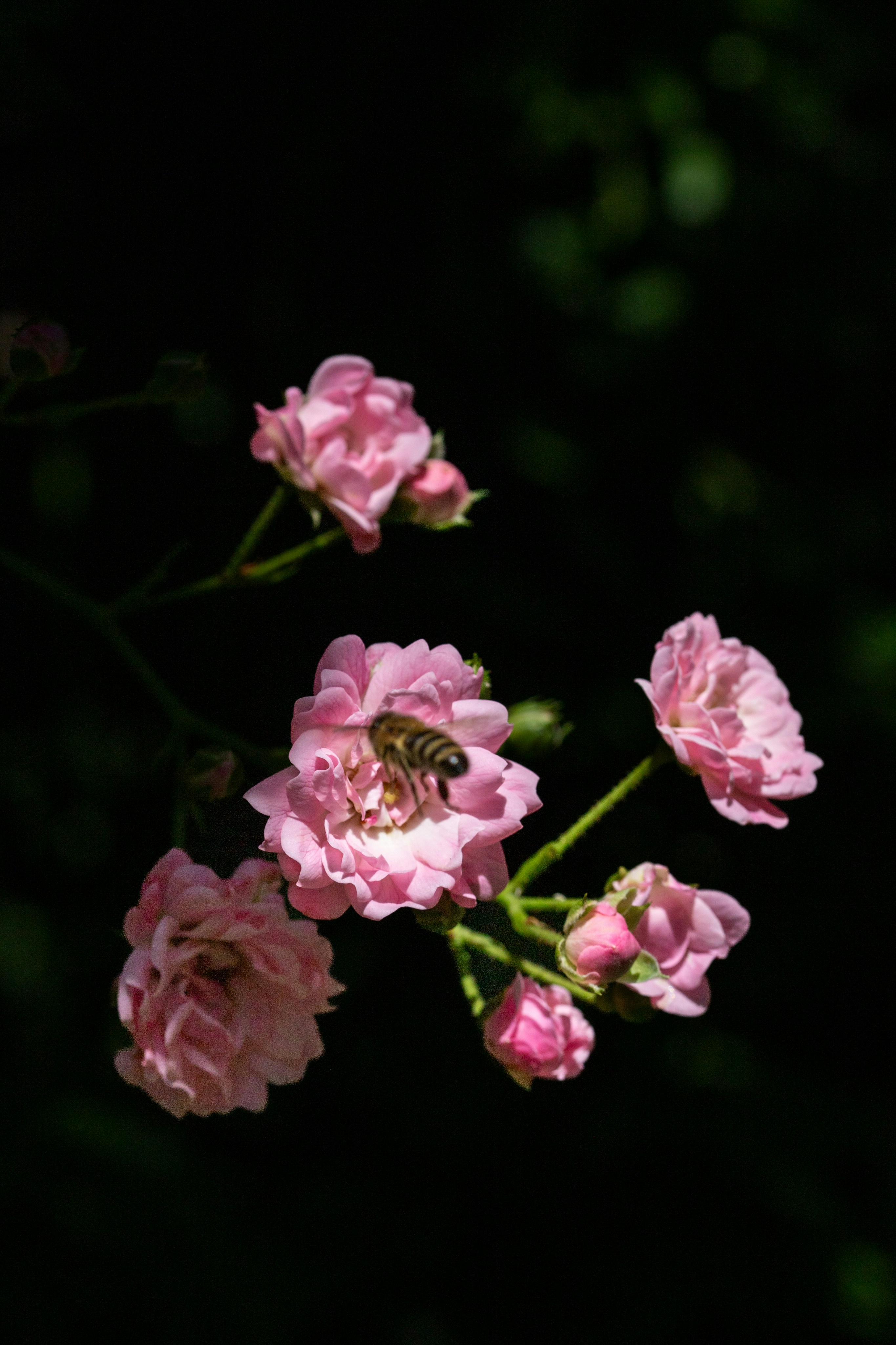 Soft Pink Roses in Dappled Light with a Bee In Bloom
