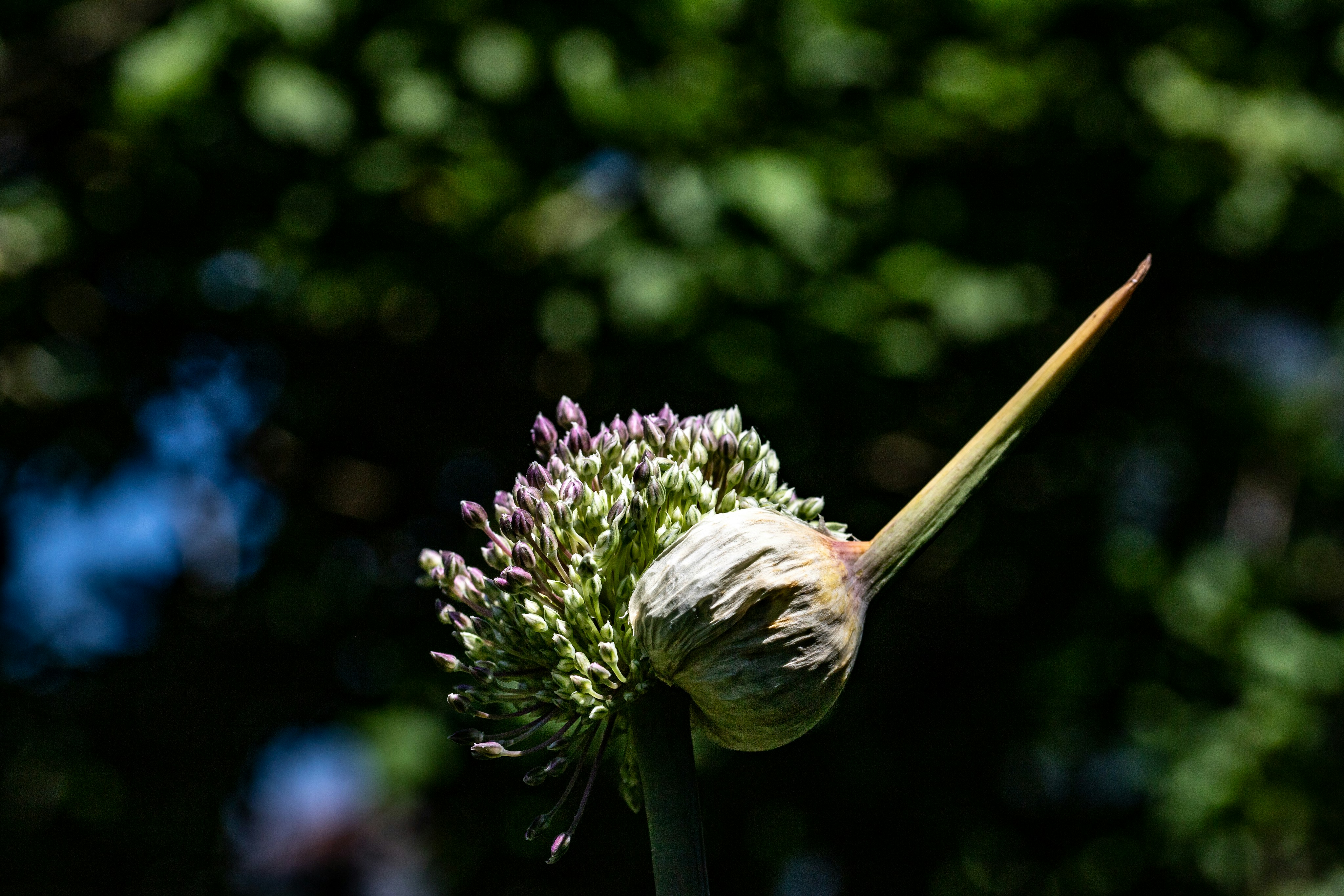 Close-Up of a Bud Unfurling: A Bold Flower Against a Dappled Backdrop