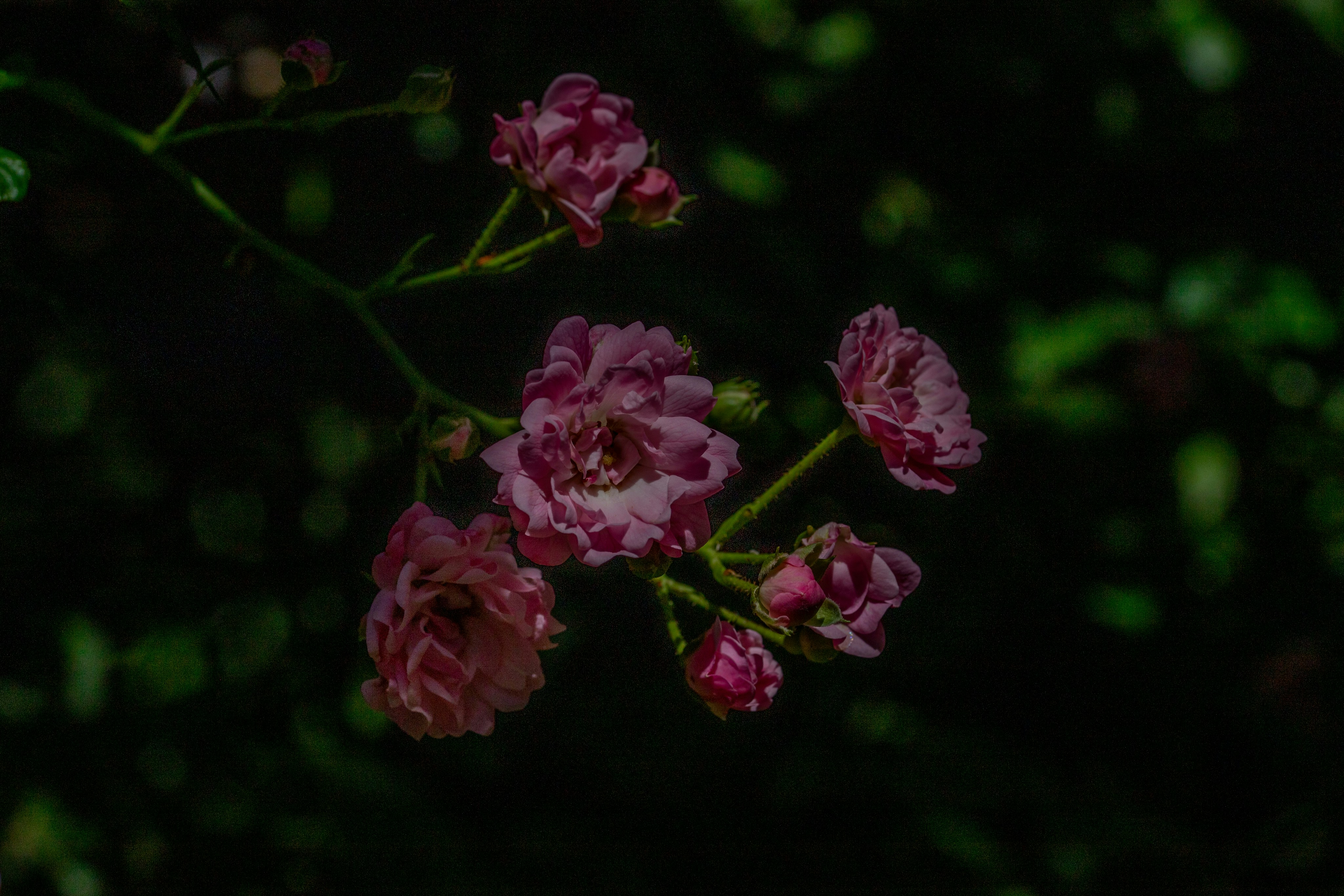 Moonlit Rosette: A Cluster of Pink Roses in Shadowed Garden