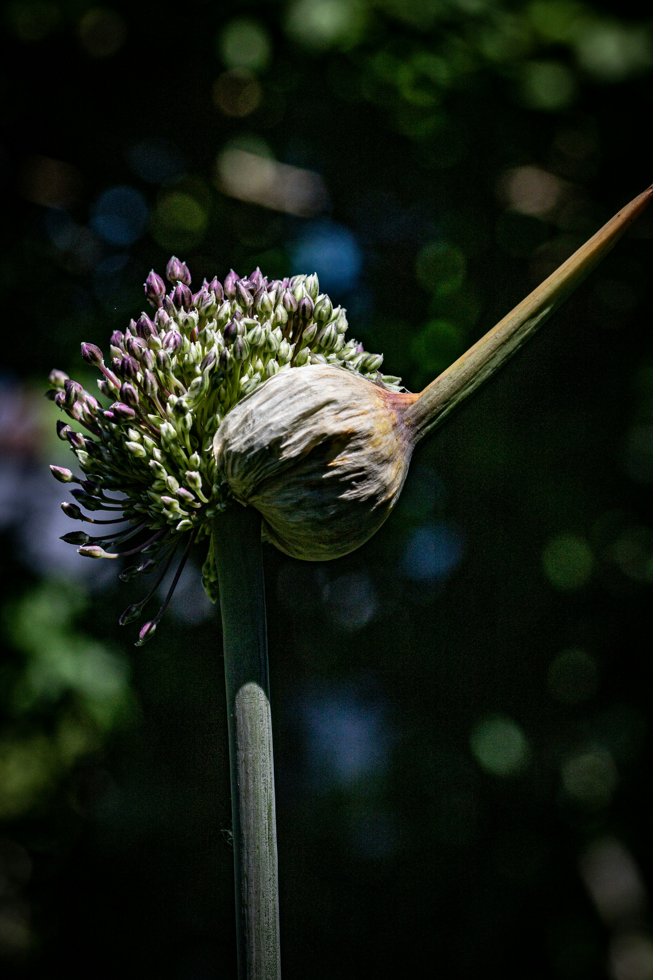 Close-up of a withering allium: a single stem bending toward the light