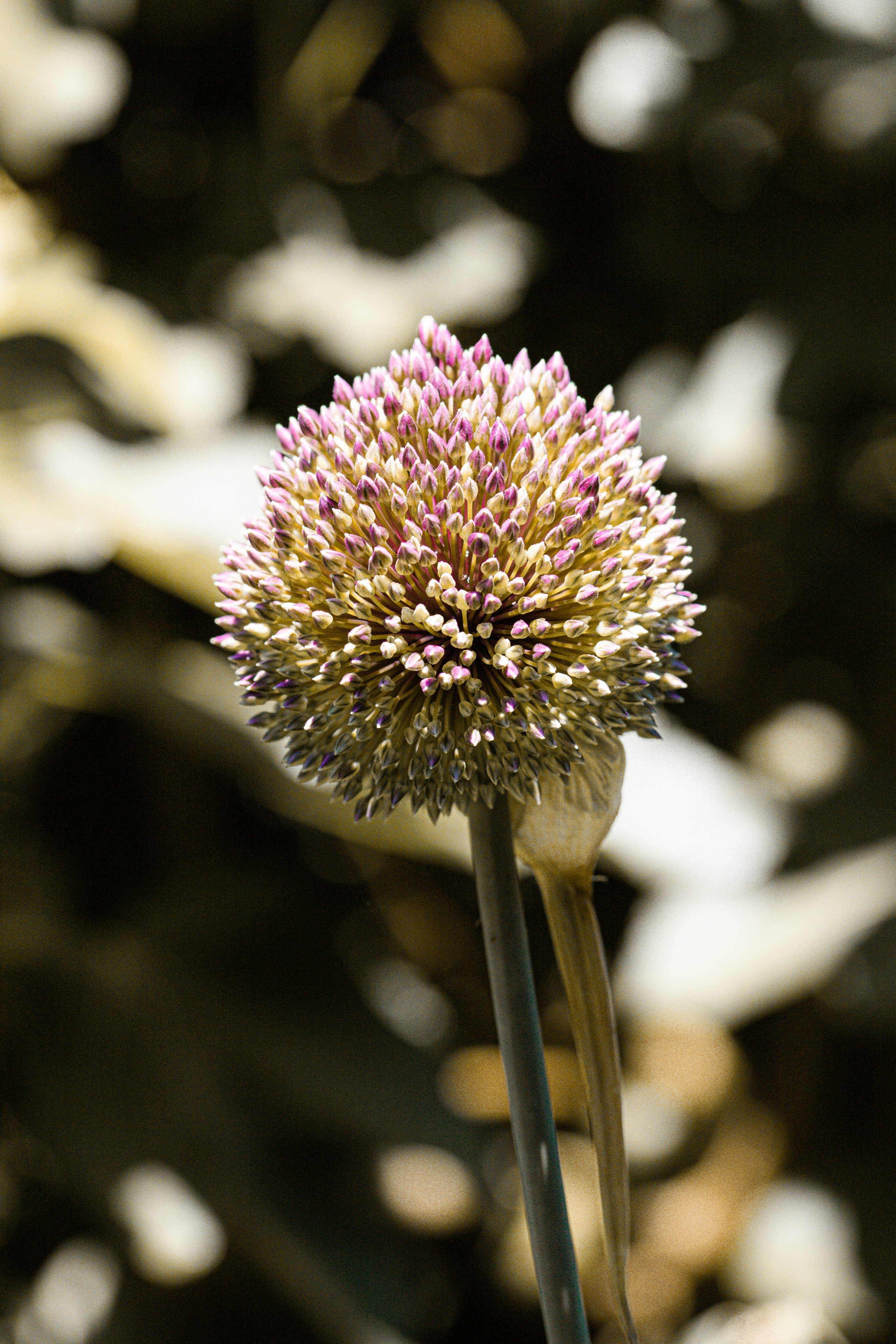 Allium Crown in Soft Focus: A Close-Up of a Purple-Tipped Bloom