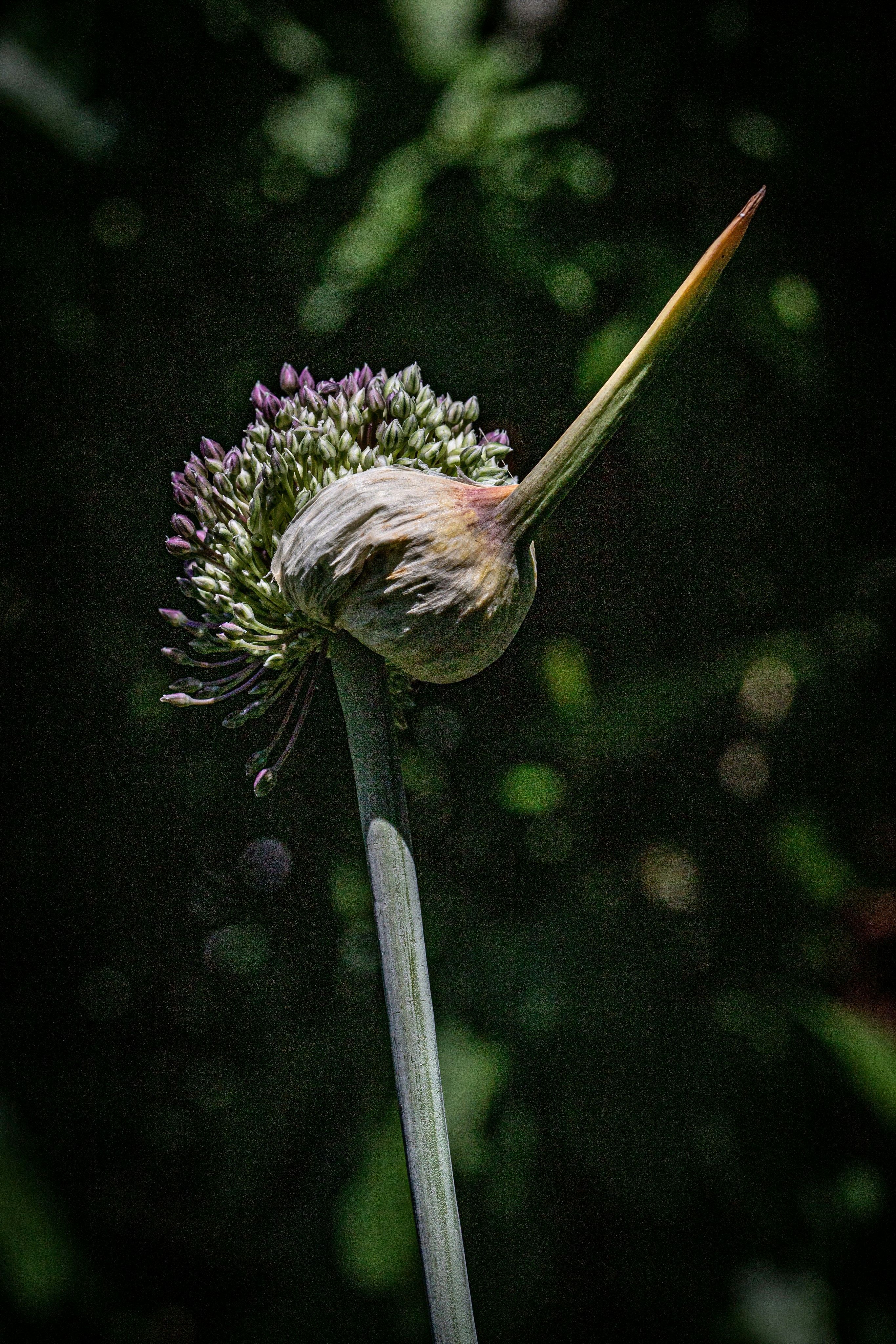 The Withered Bloom: A Gossamer Stalk in Dark Silk