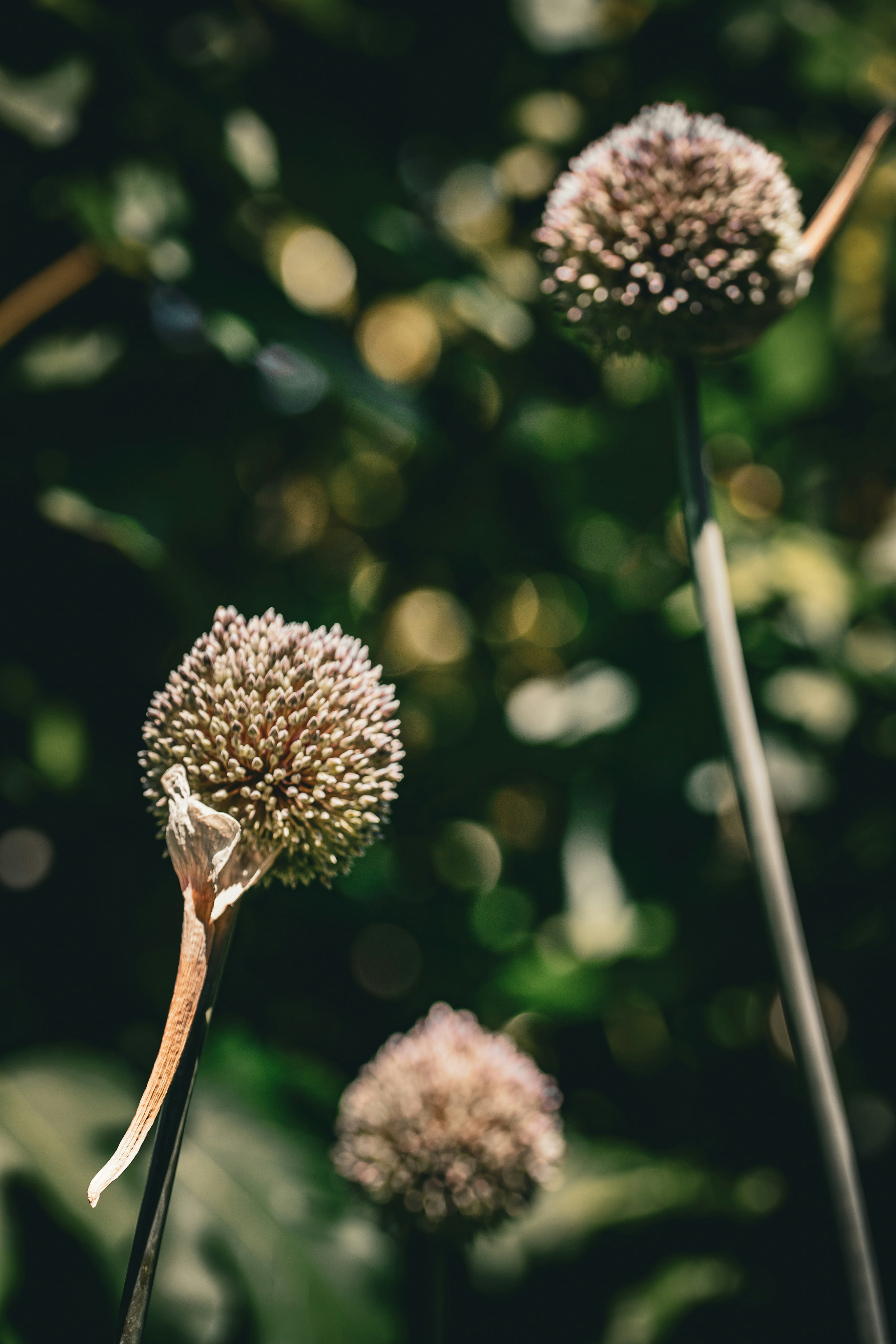 Allium Heads in Soft Focus Dawn