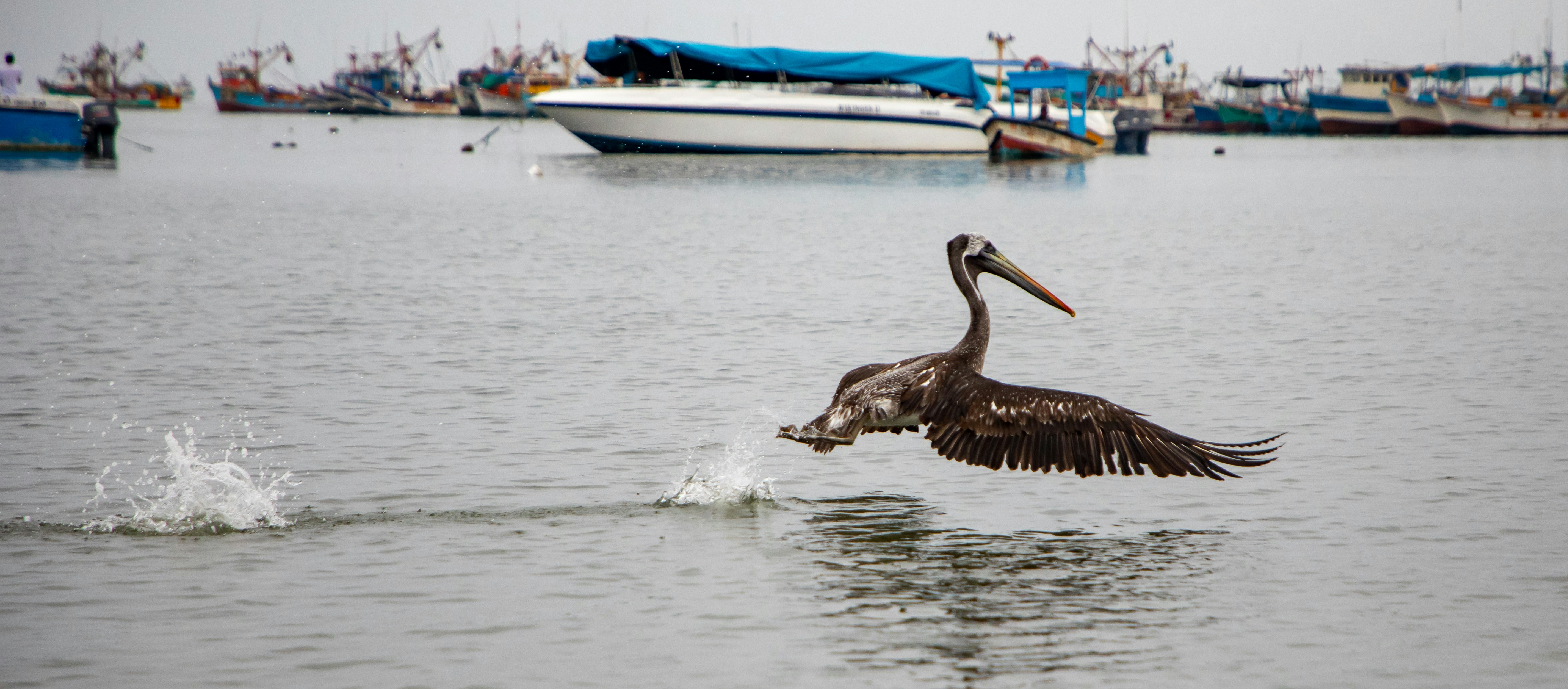 Heron in Flight: Pier, Placid Water, and a Wake of Boats