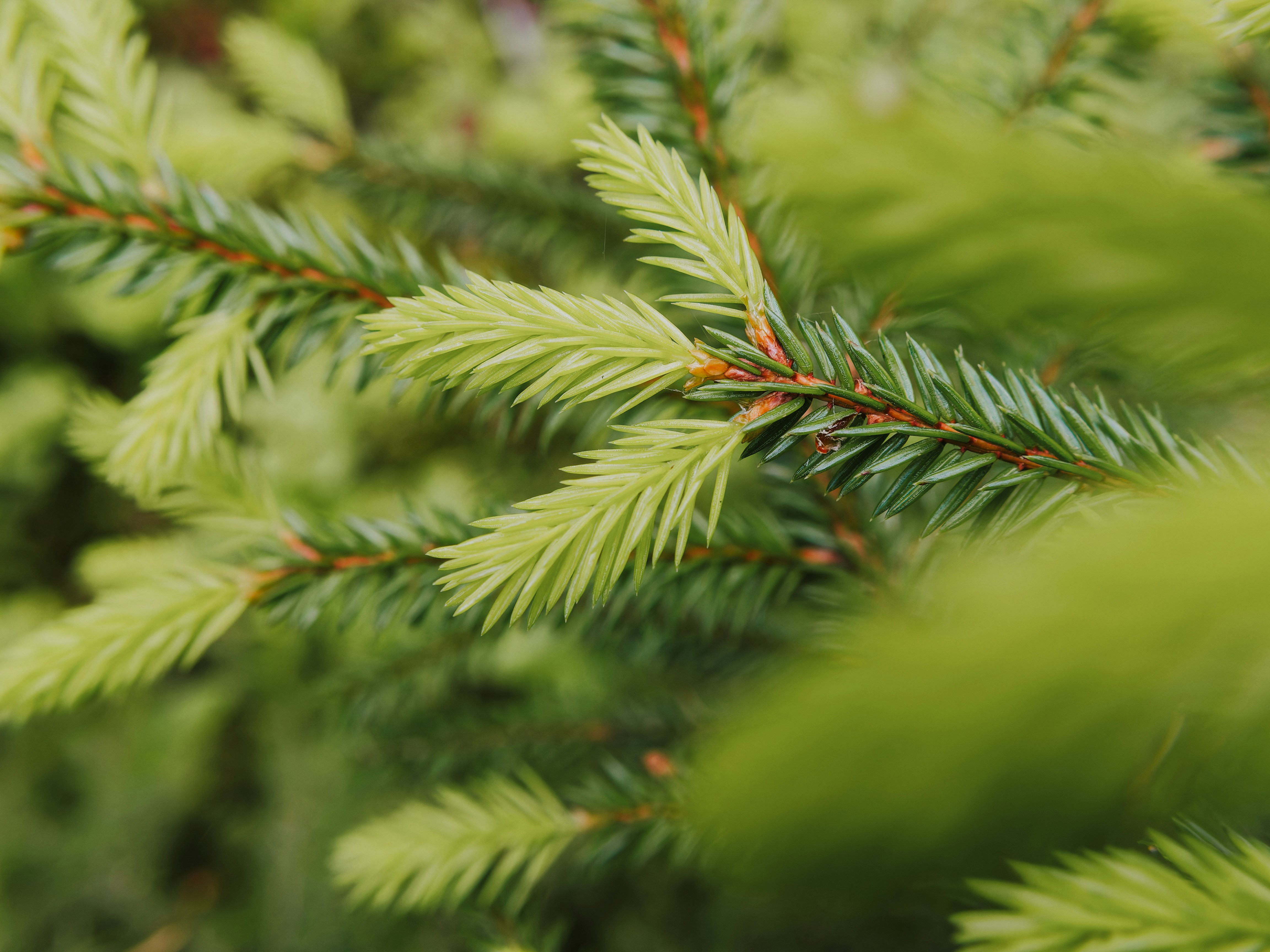 Emerald Sprigs: Close-Up of Fresh Conifer Needles