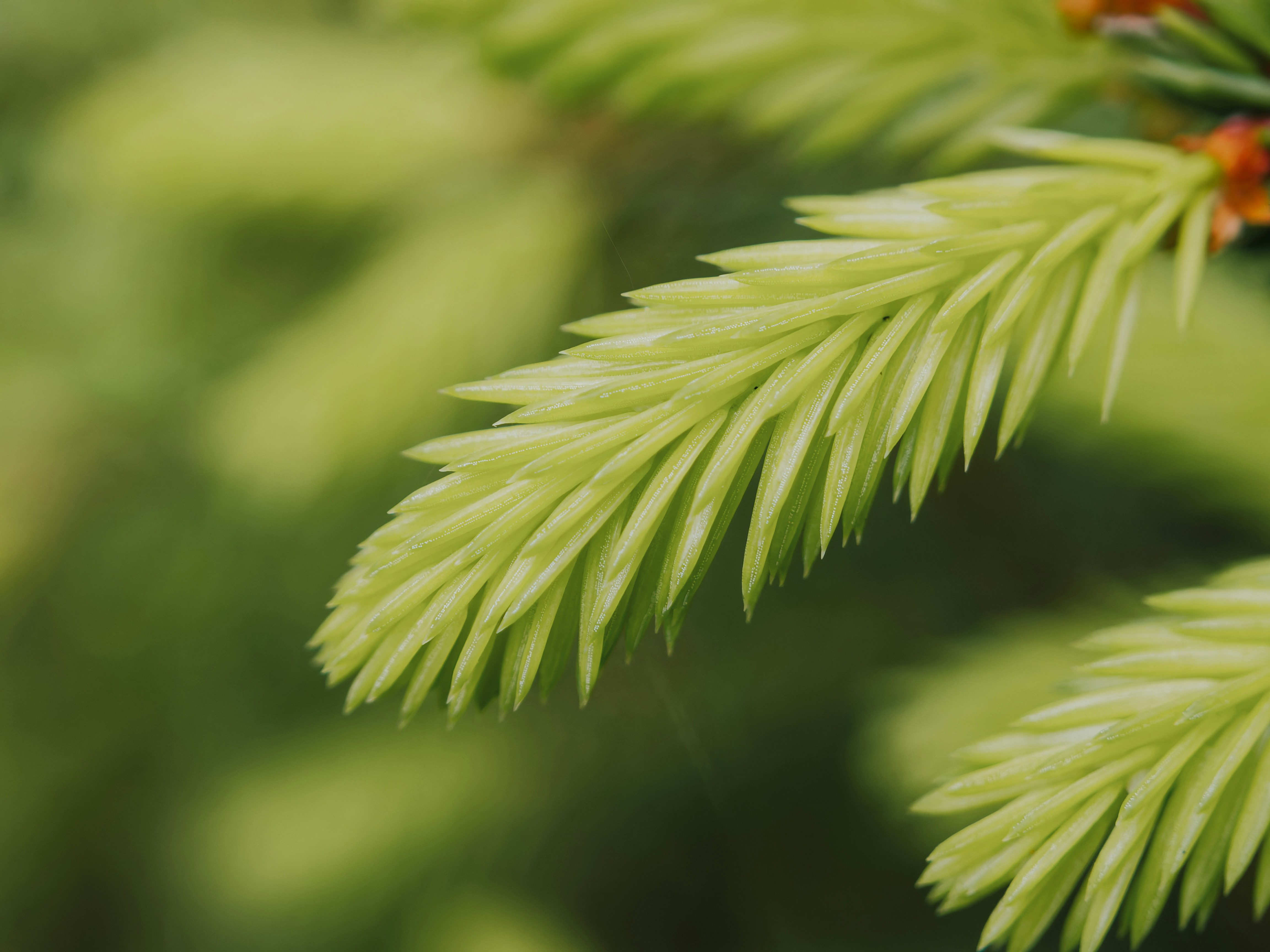 Emerald Spruce Needle Close-Up