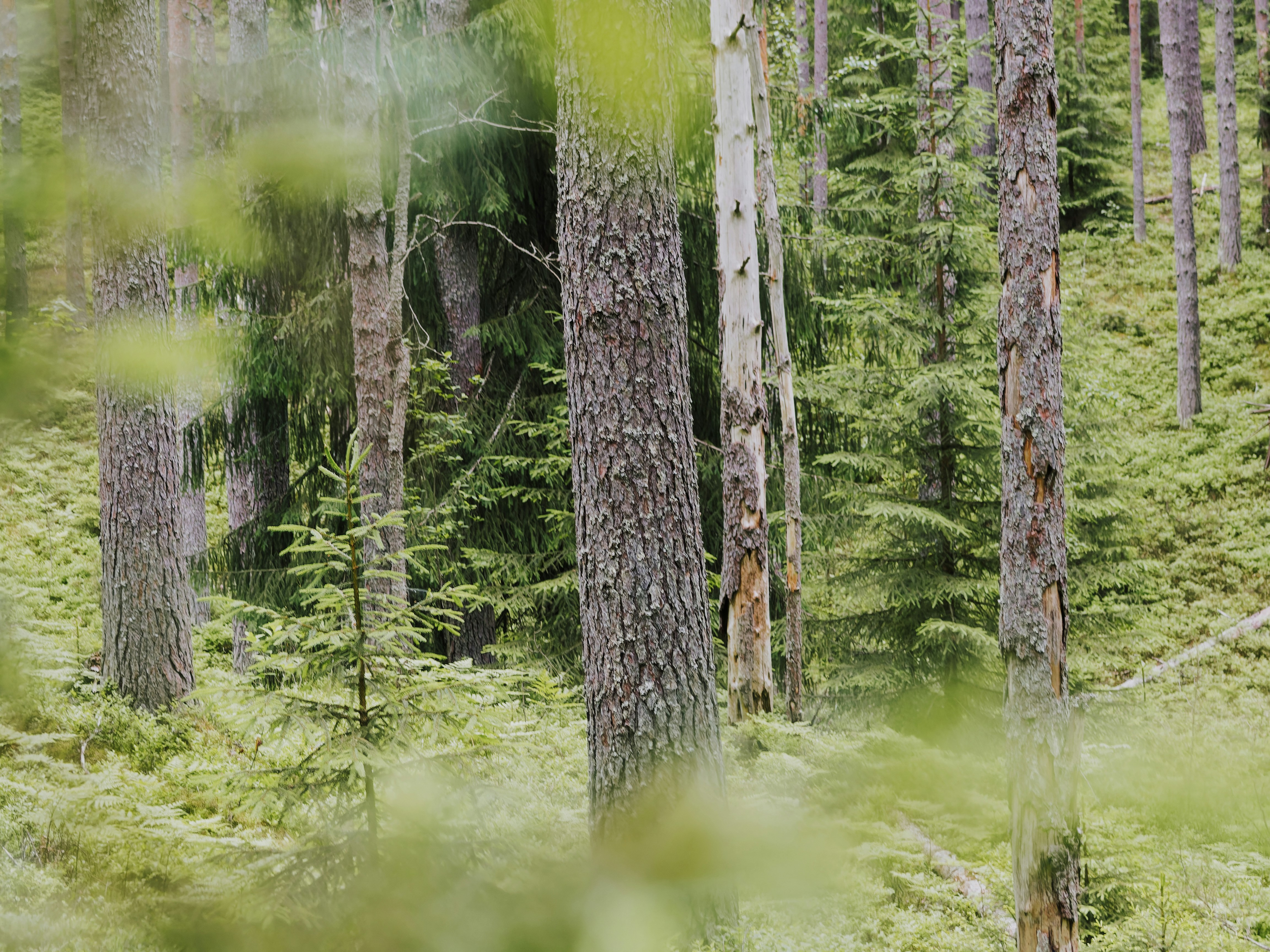 Forest Corridor: Sunlit Trunks and Depth of Green