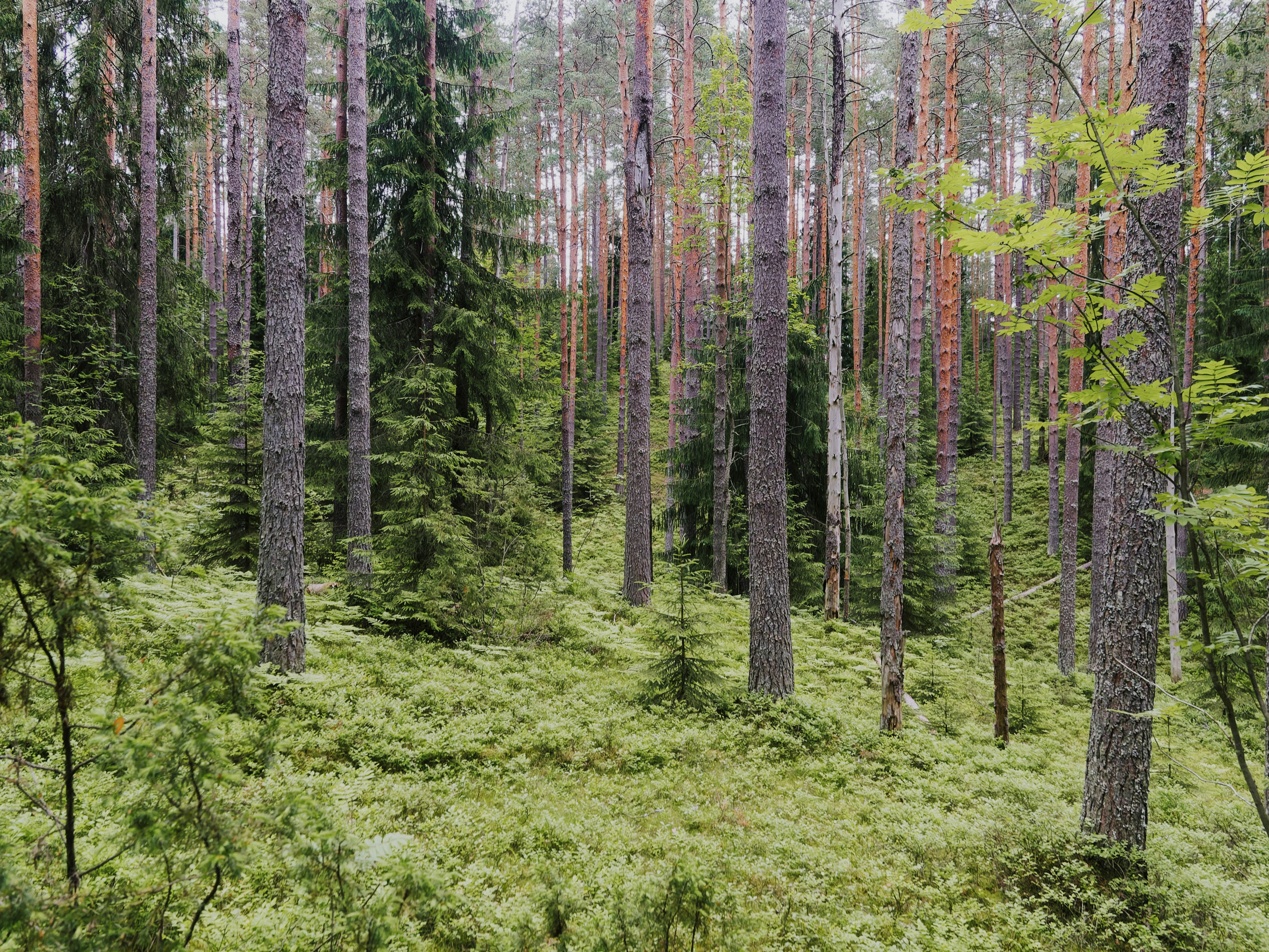 Mossy Pines Under a Quiet Canopy