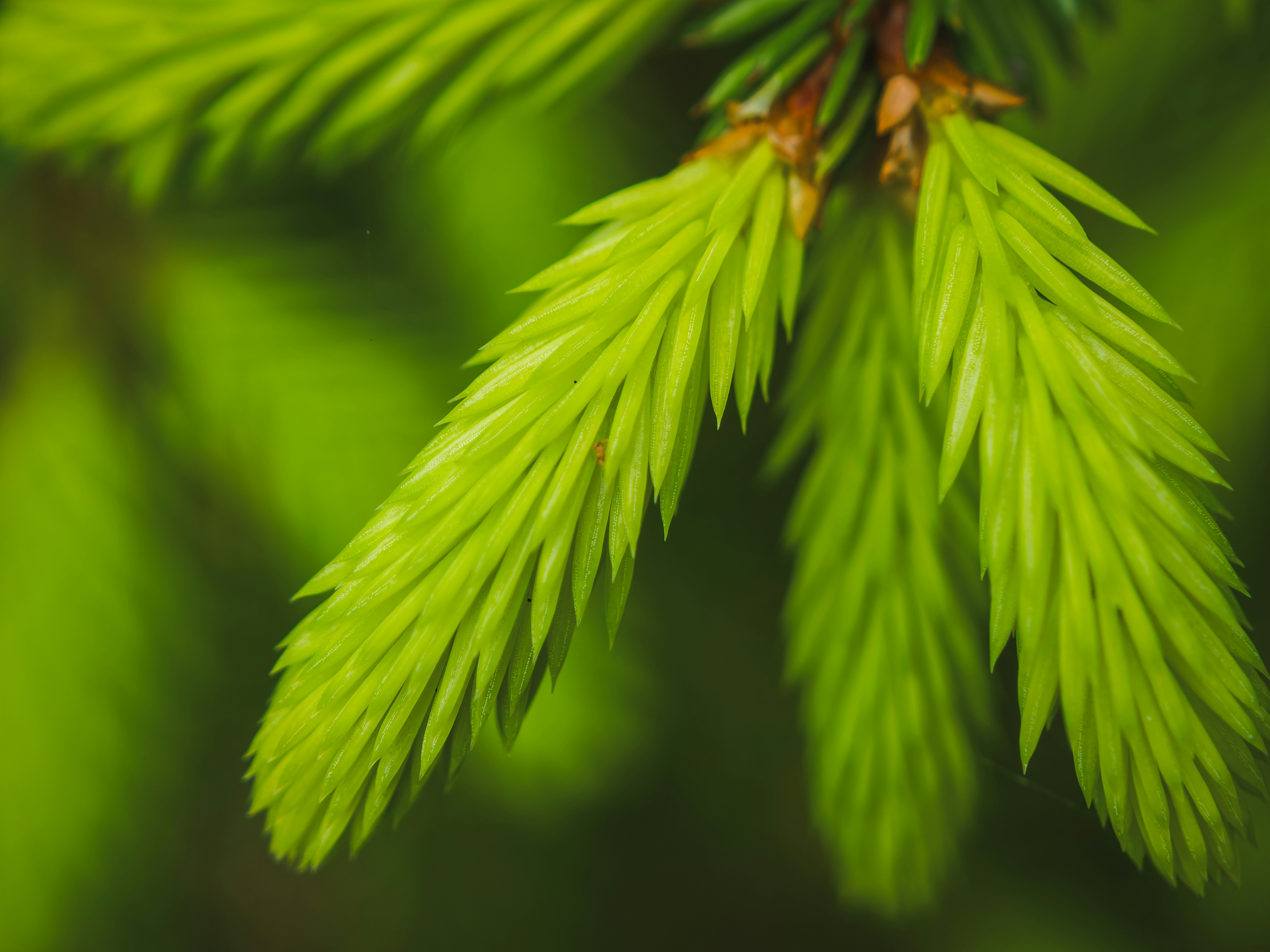 Emerald Sprigs: Fresh Green Needles in Sharp Focus