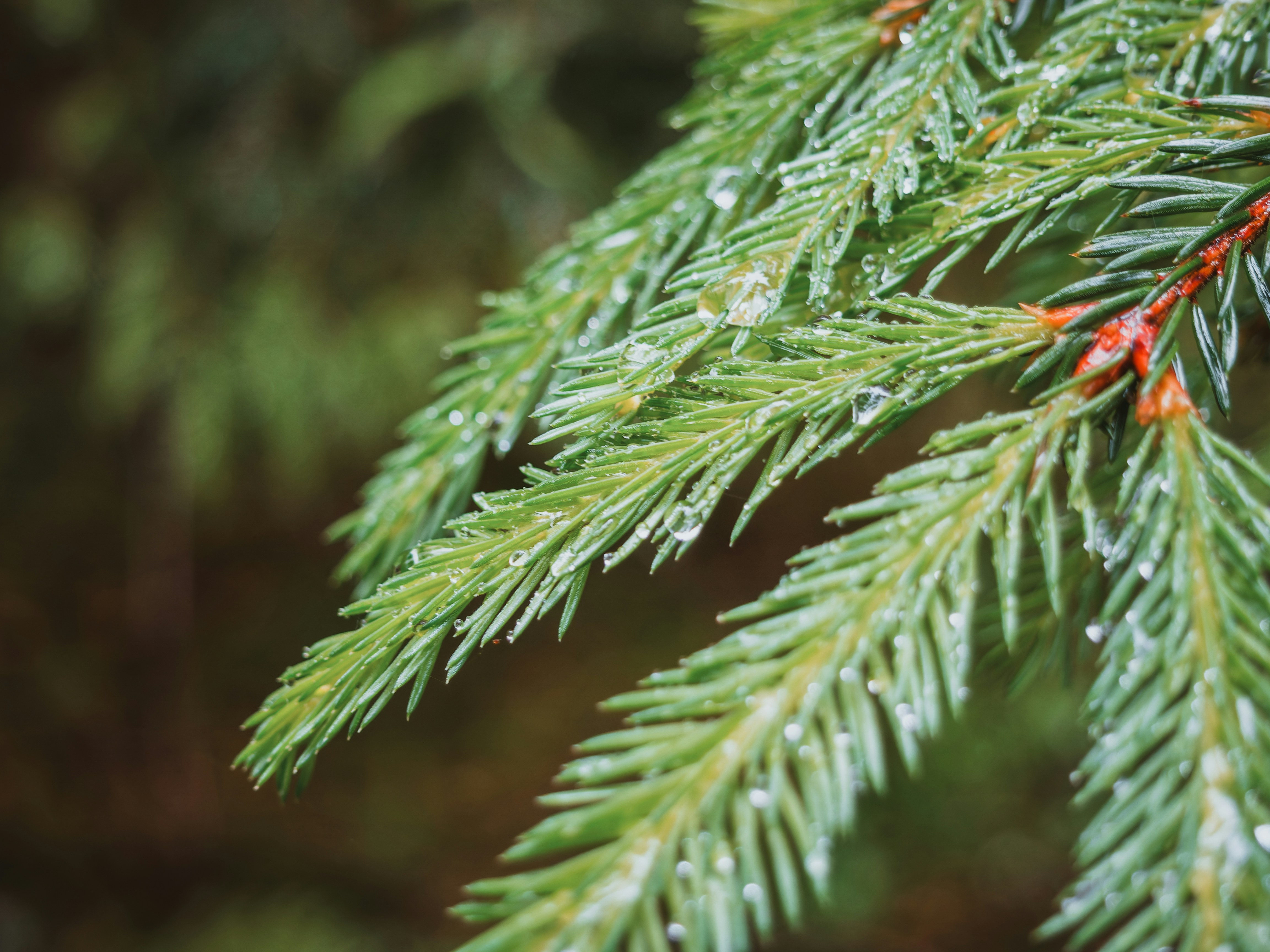 Dew-kissed Spruce Needles: Morning Quiet on a Pine Bough