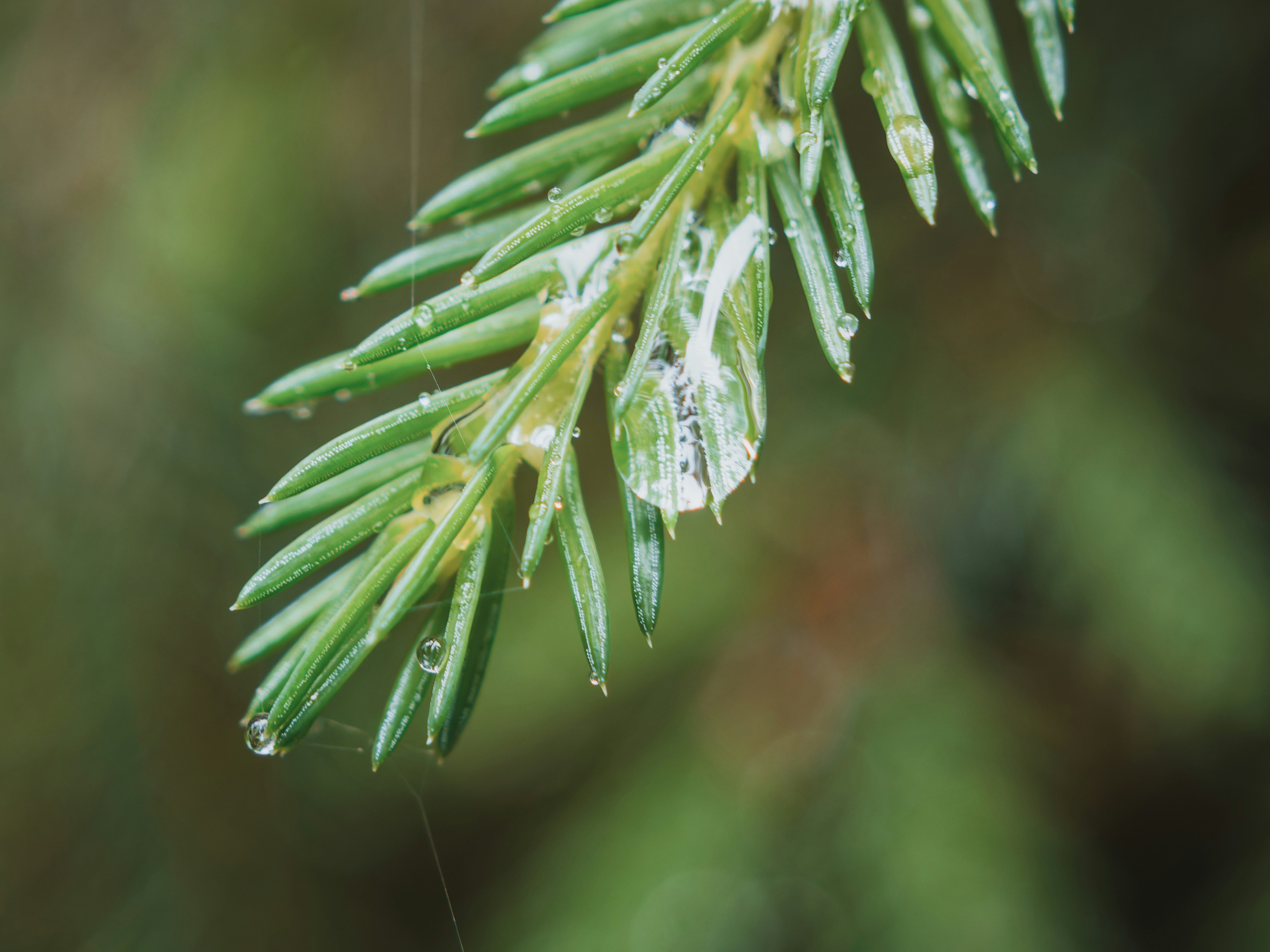 Dew-kissed Pine Needles: A Fragile Moment on Green