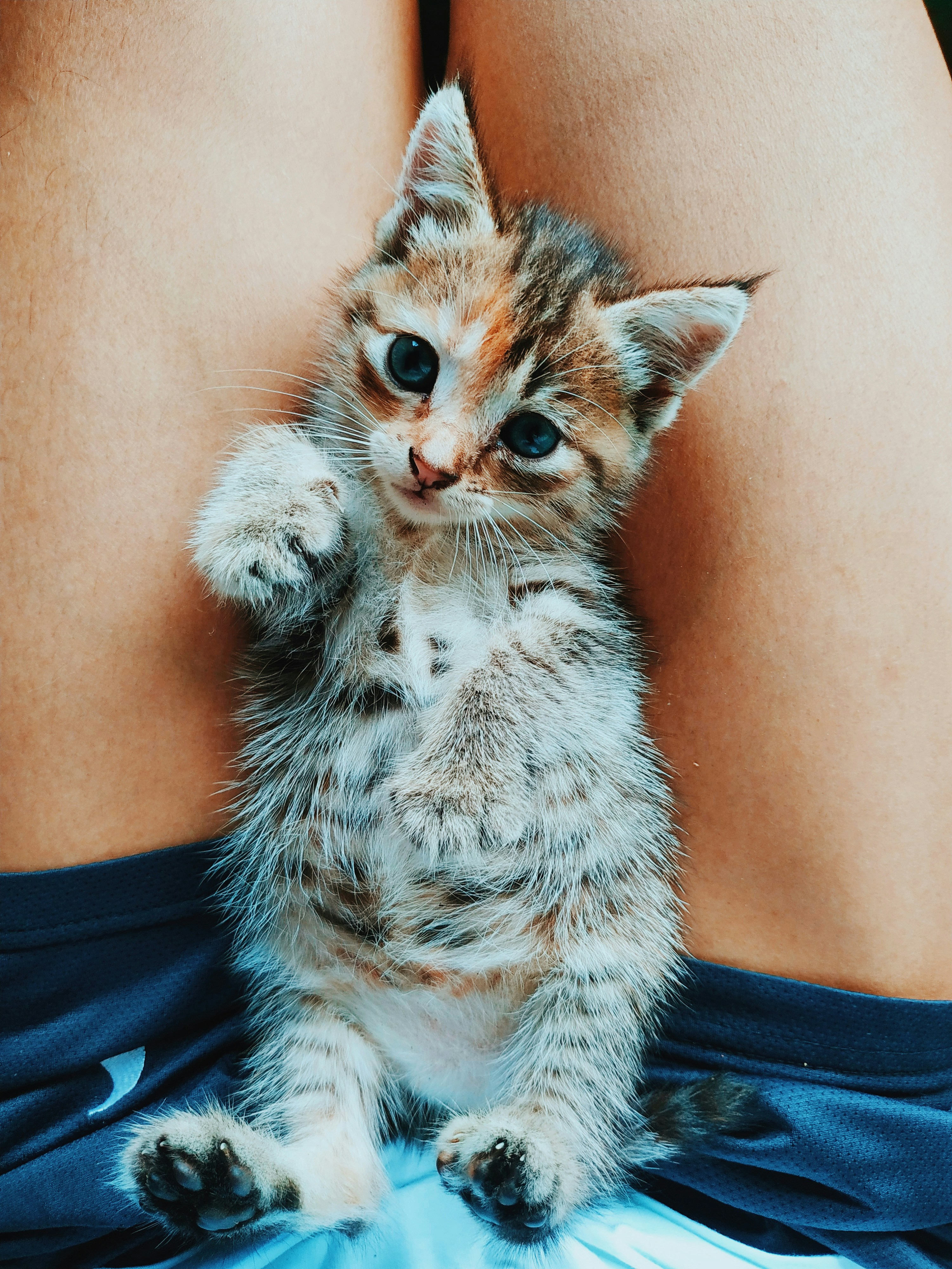 Curious Kitten Peeking from Between Warm Tastes of Skin