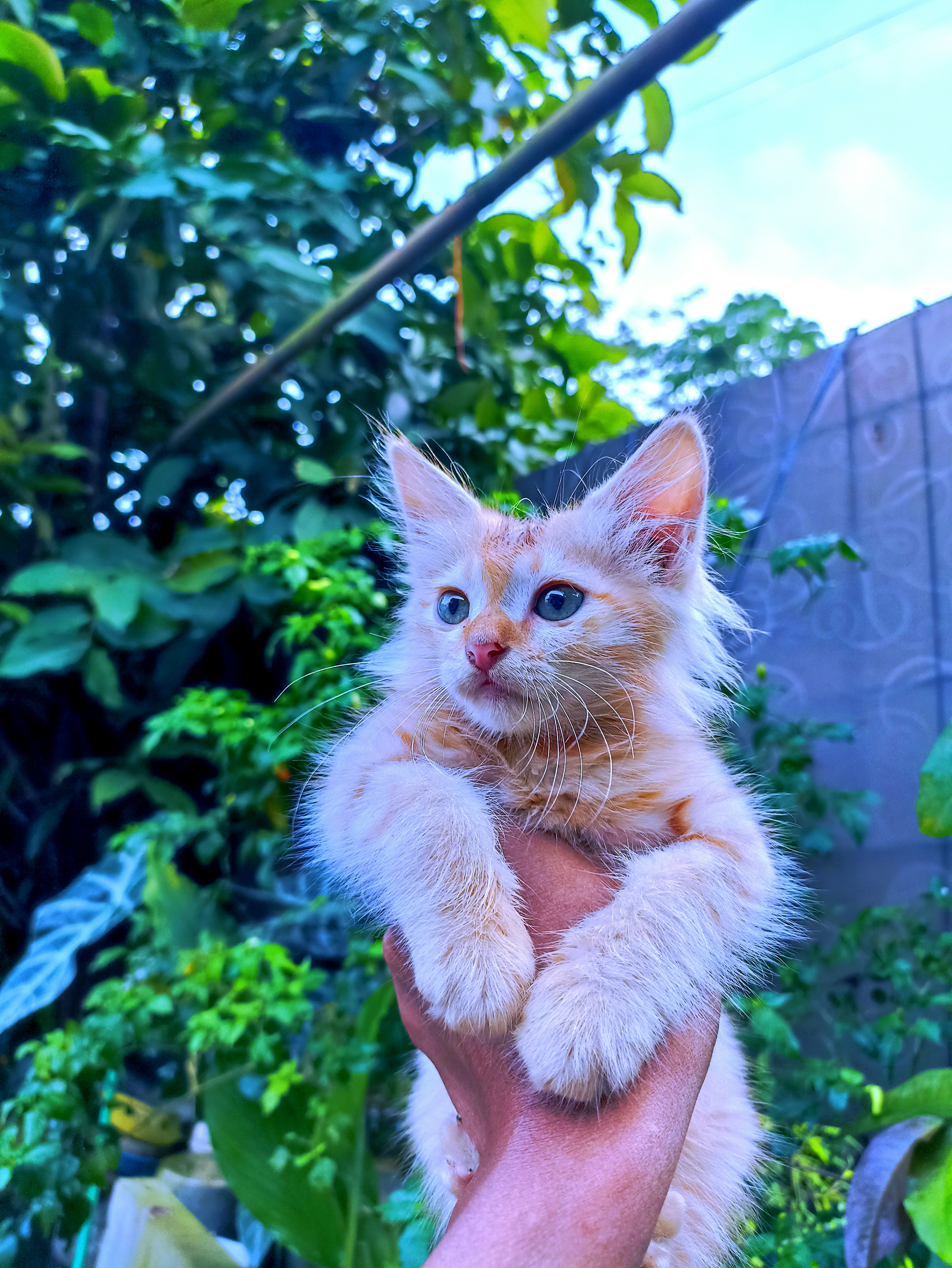 A Cloud of Whiskers: Carried the Kitten Above the Garden