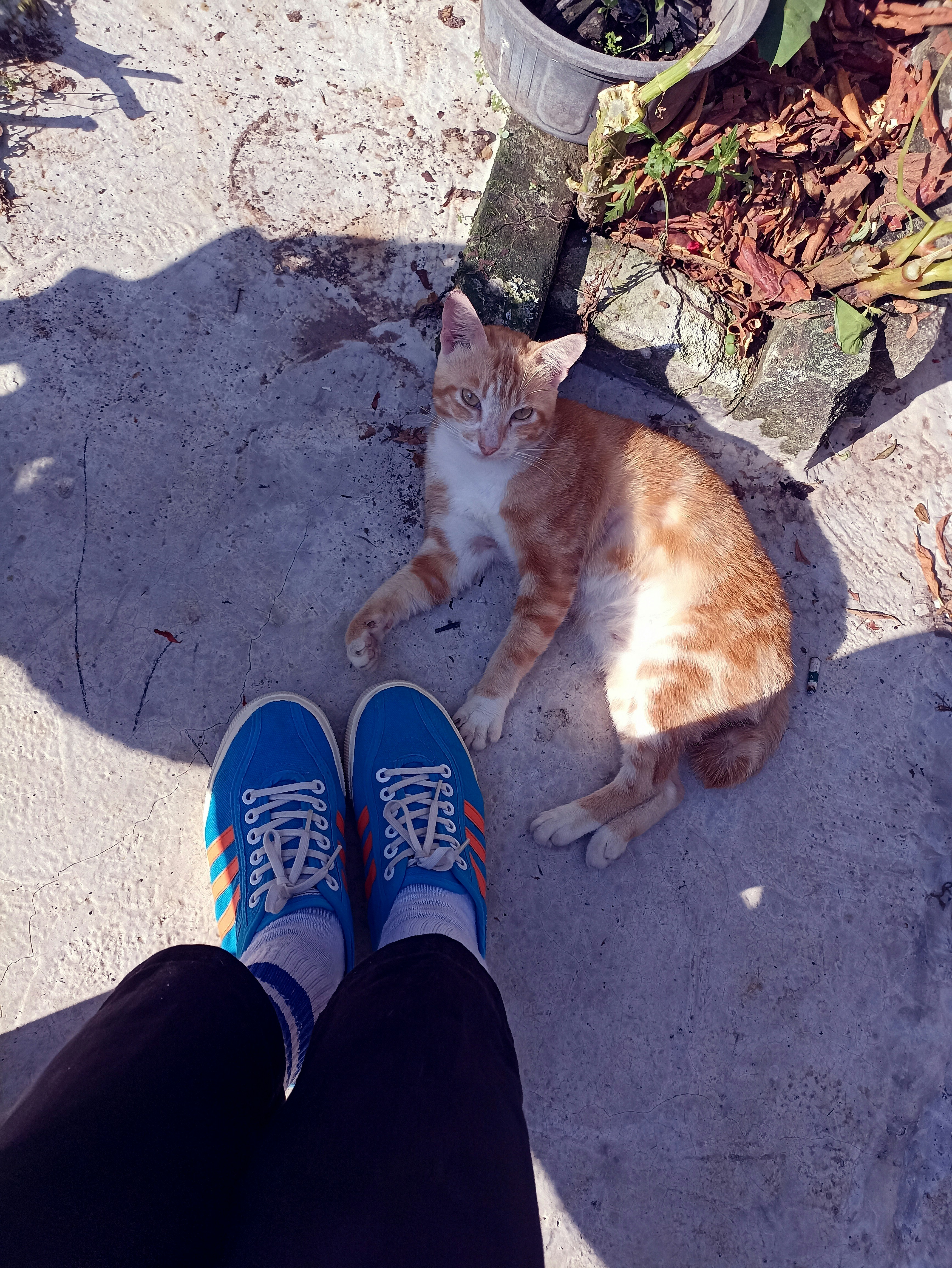 Solar-lit Cuddle: A Sunlit Orange Kitten by Blue Sneakers