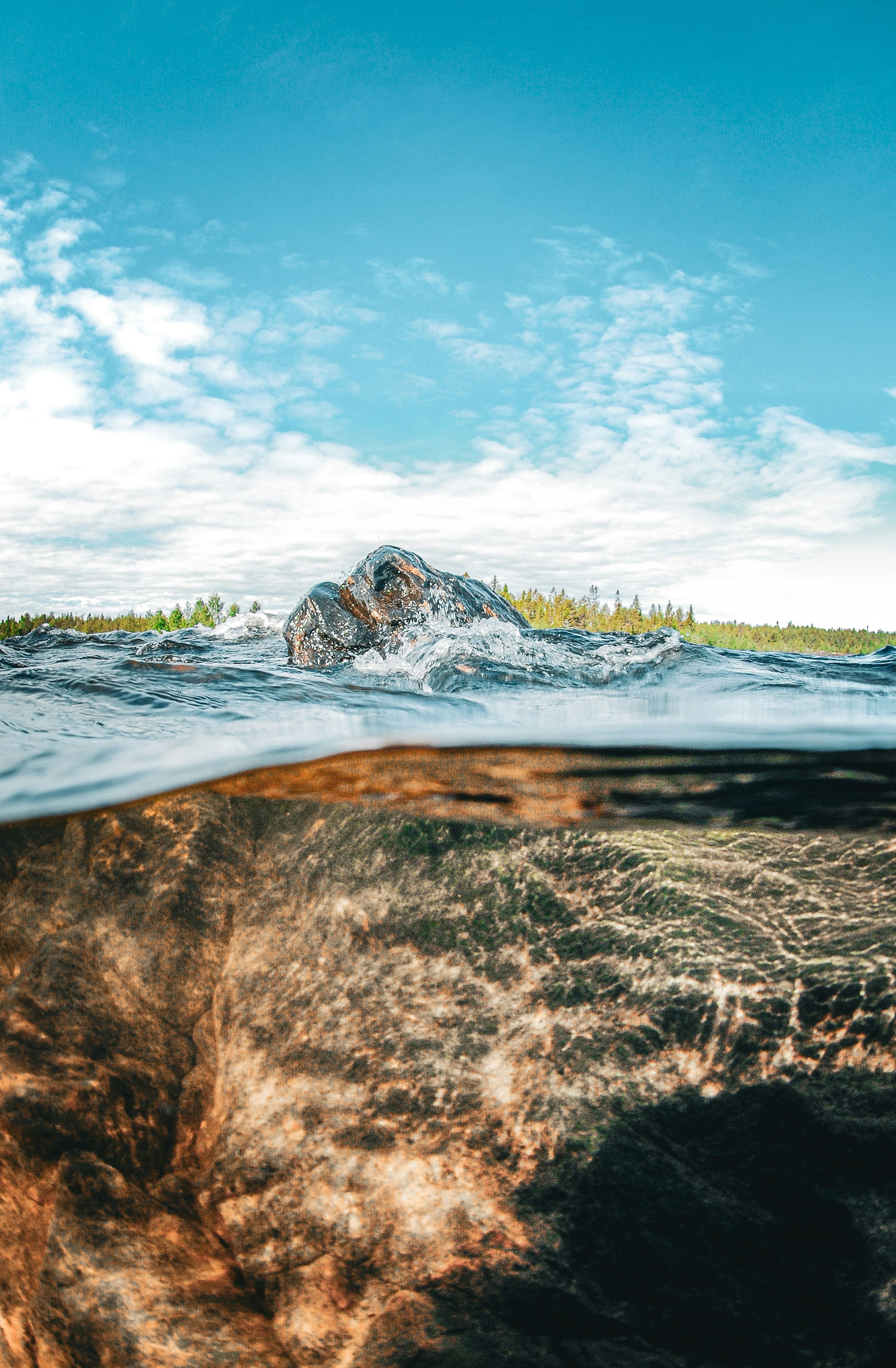 Half-Above, Half-Below: A Polar Bear Surface Break at Lake Horizon