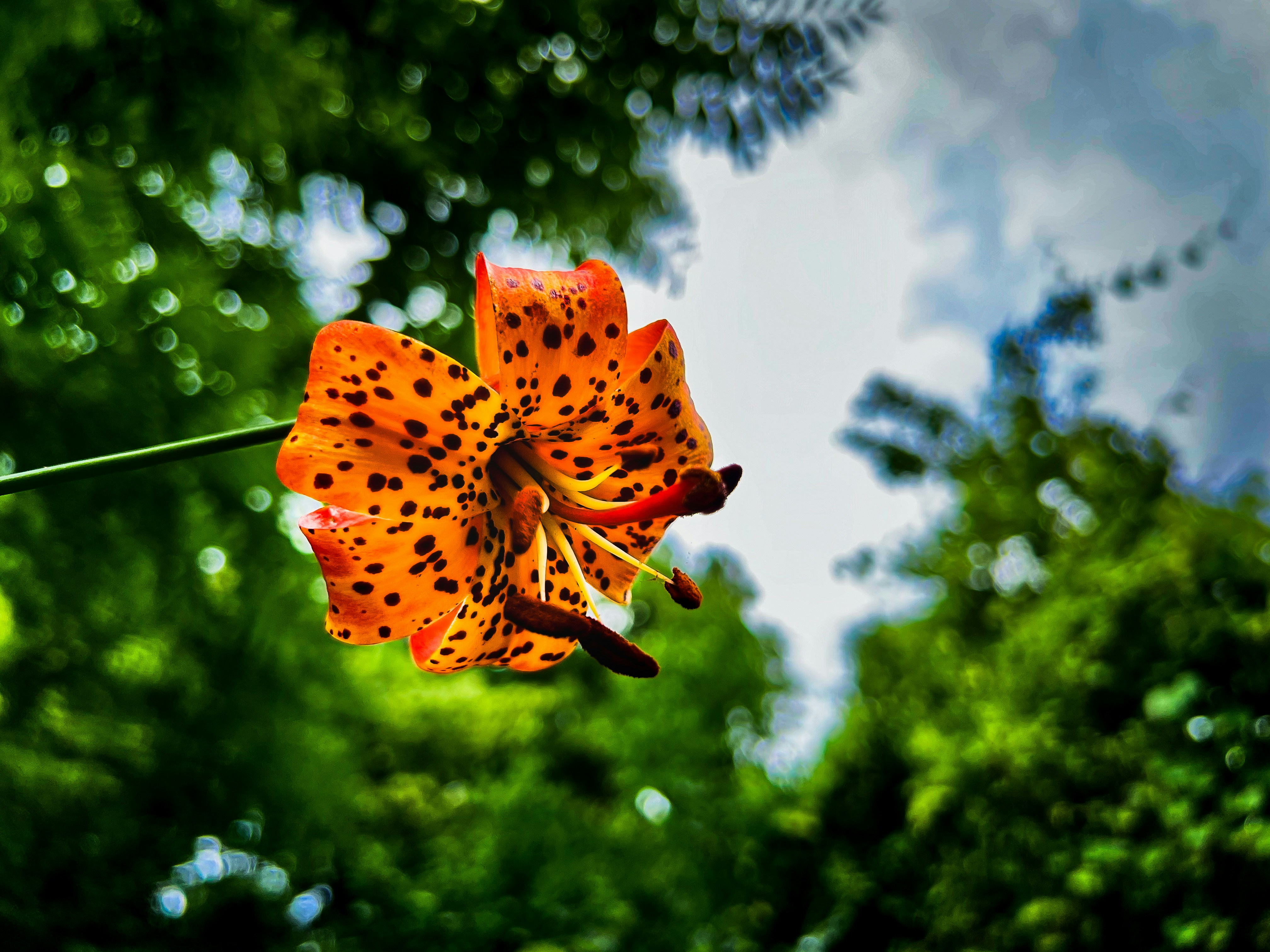 Crimson Lily in Focus: A Bold Bloom Against a Verdant Backdrop