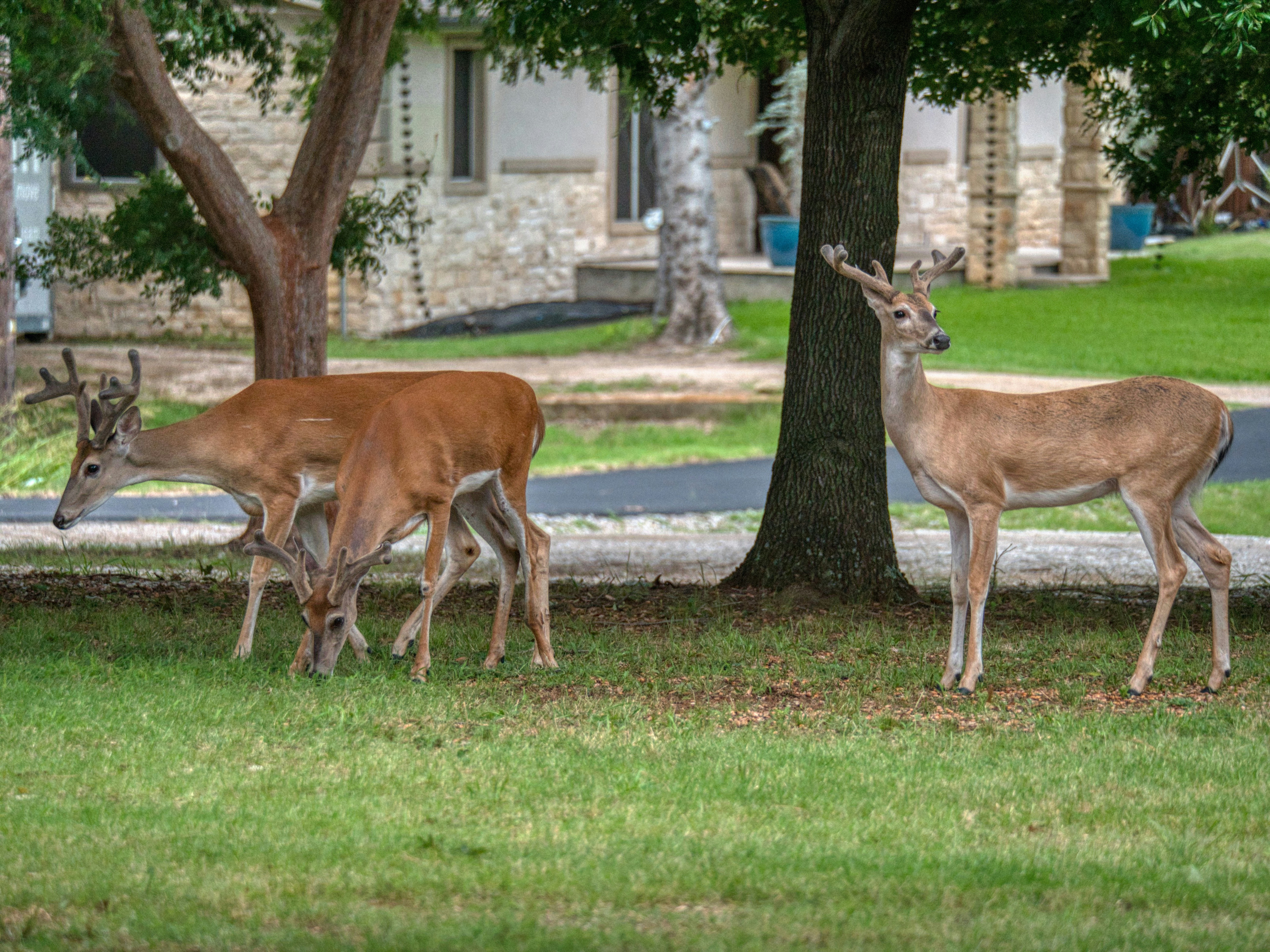 Deer Family Beneath a City Tree Line