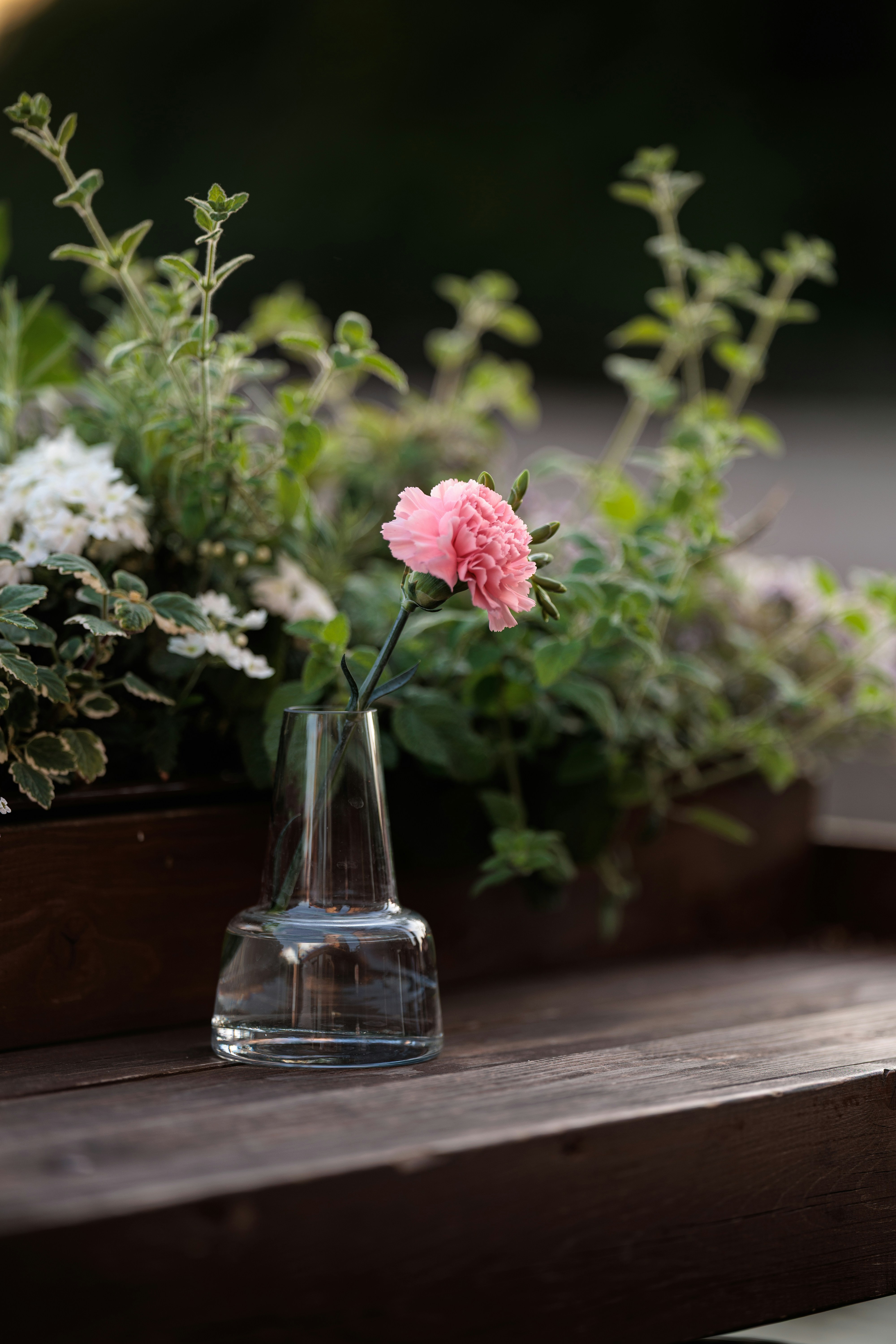 Pink Carnation in a Glass Vase Amid Greenery on a Wooden Deck