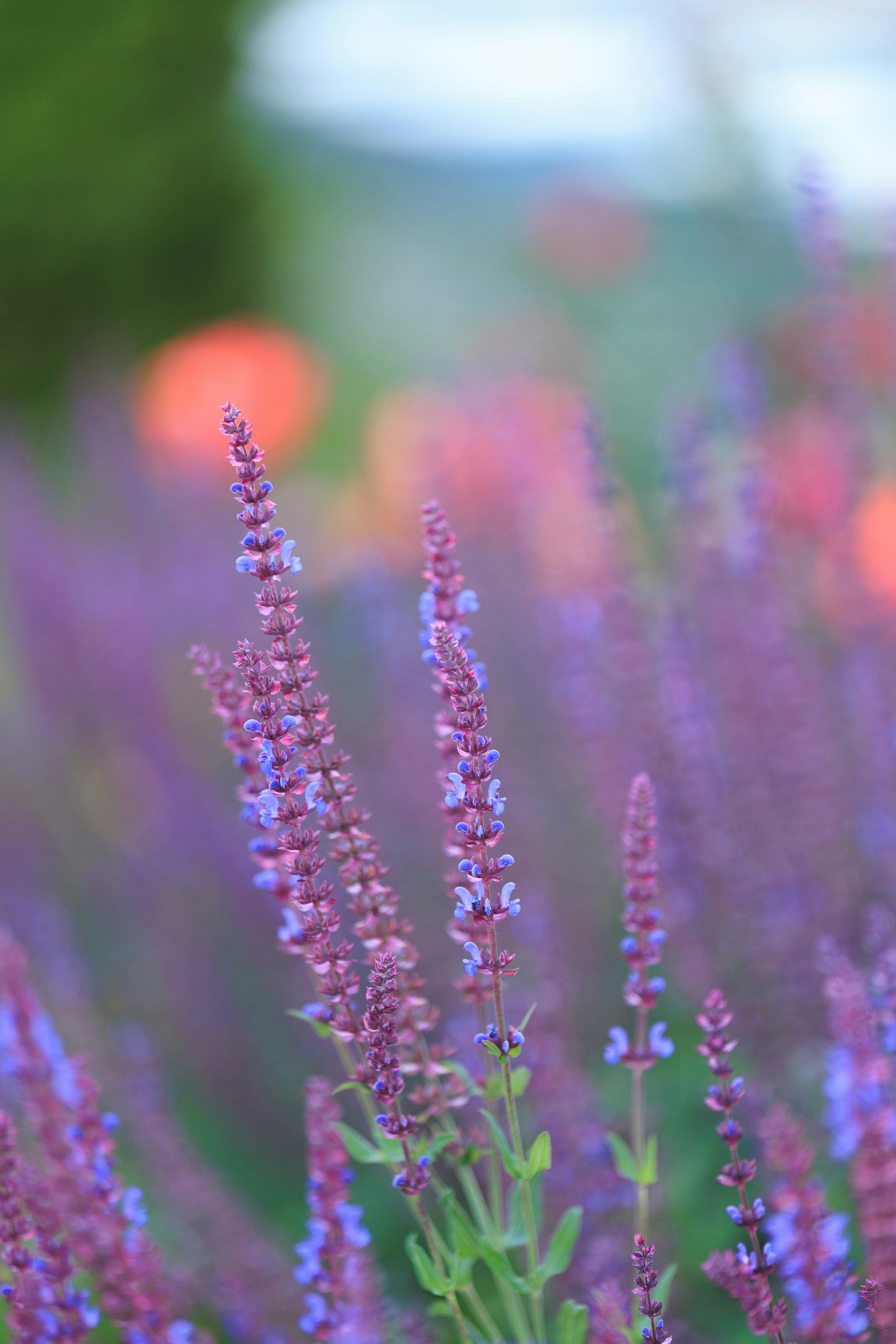 Purple bloom chorus in a sunlit garden