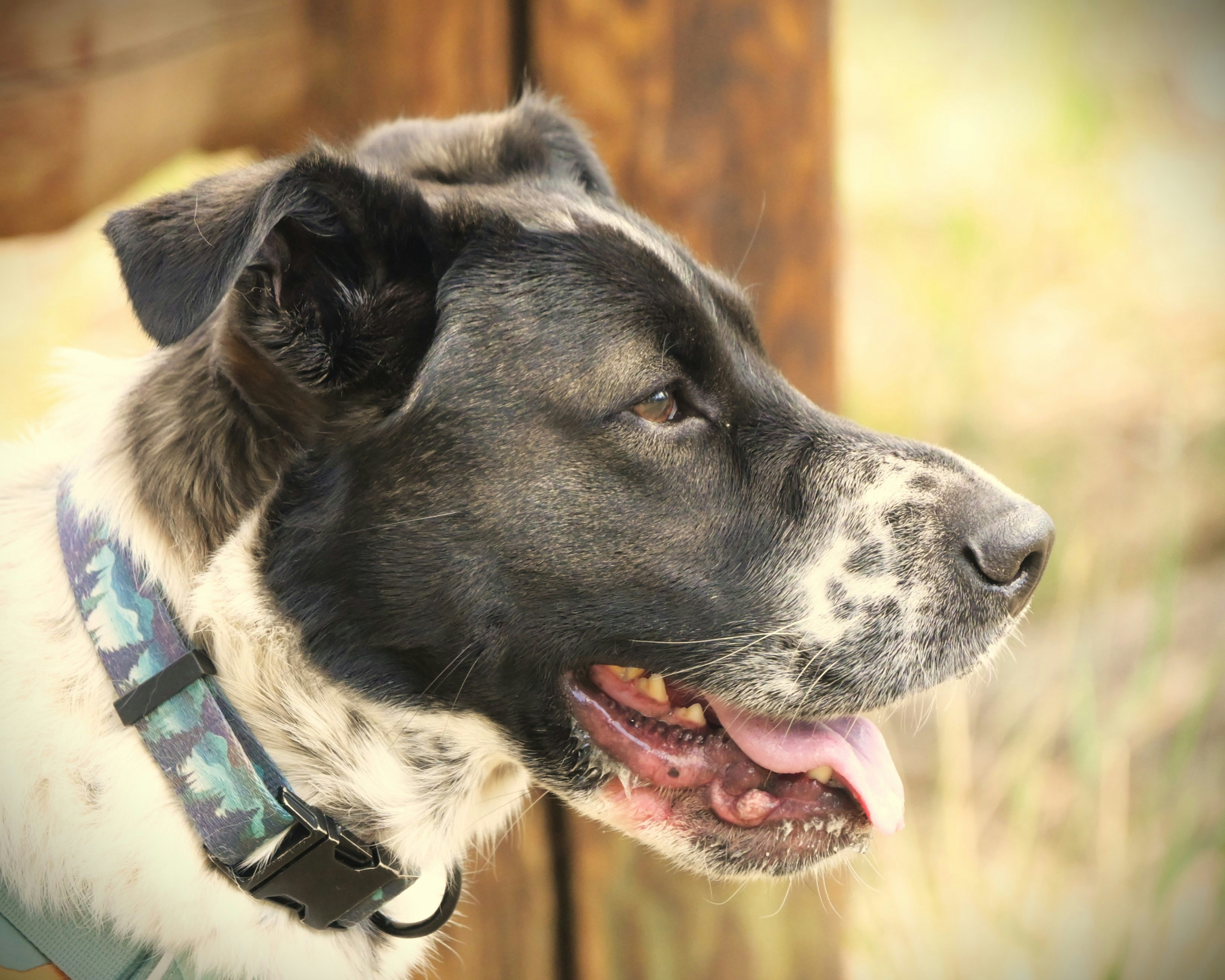 Profile of a Loyal Pal: A Side Glance with Tongue Lilt