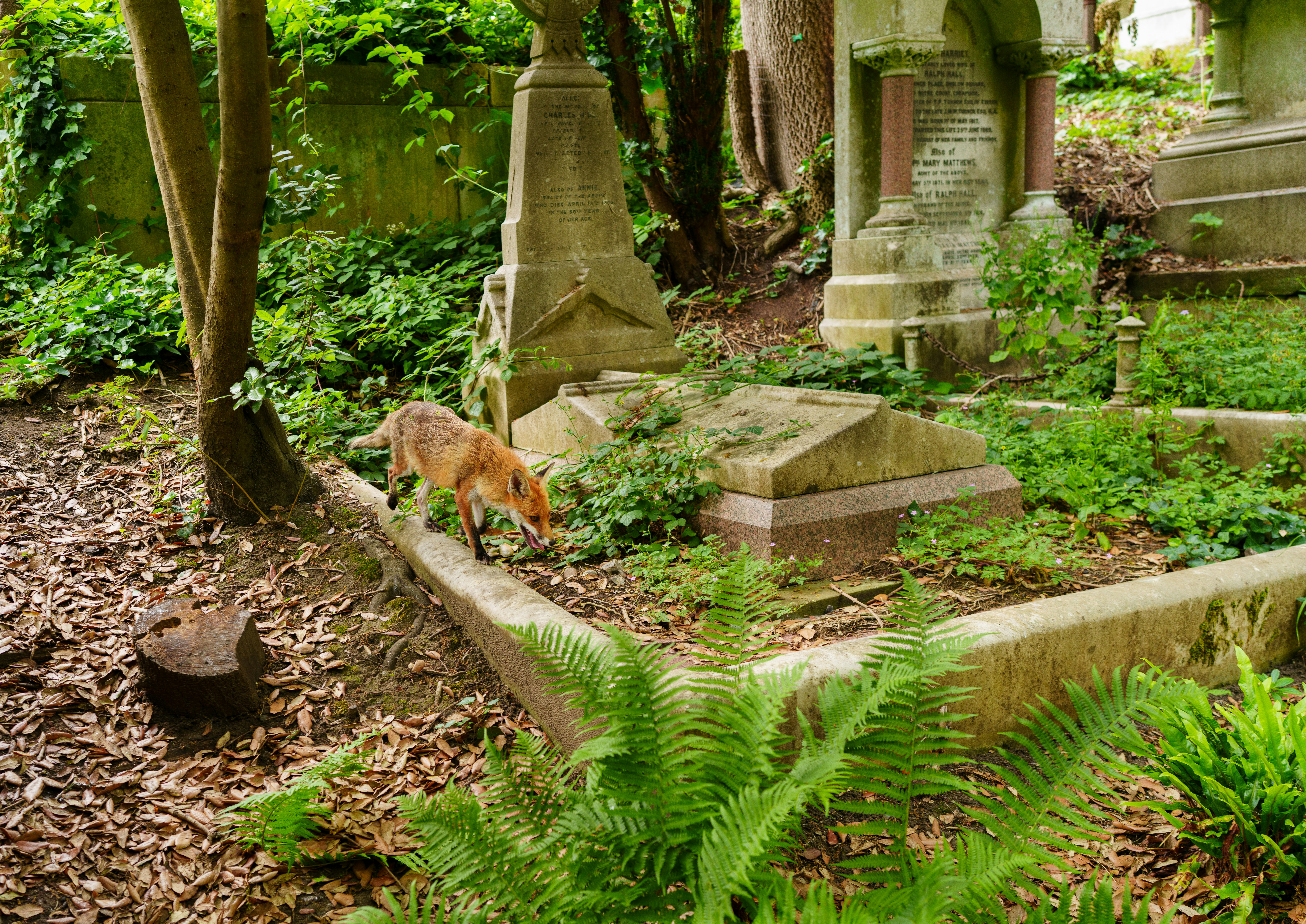 Cat Walks the Path Between Grave Markers
