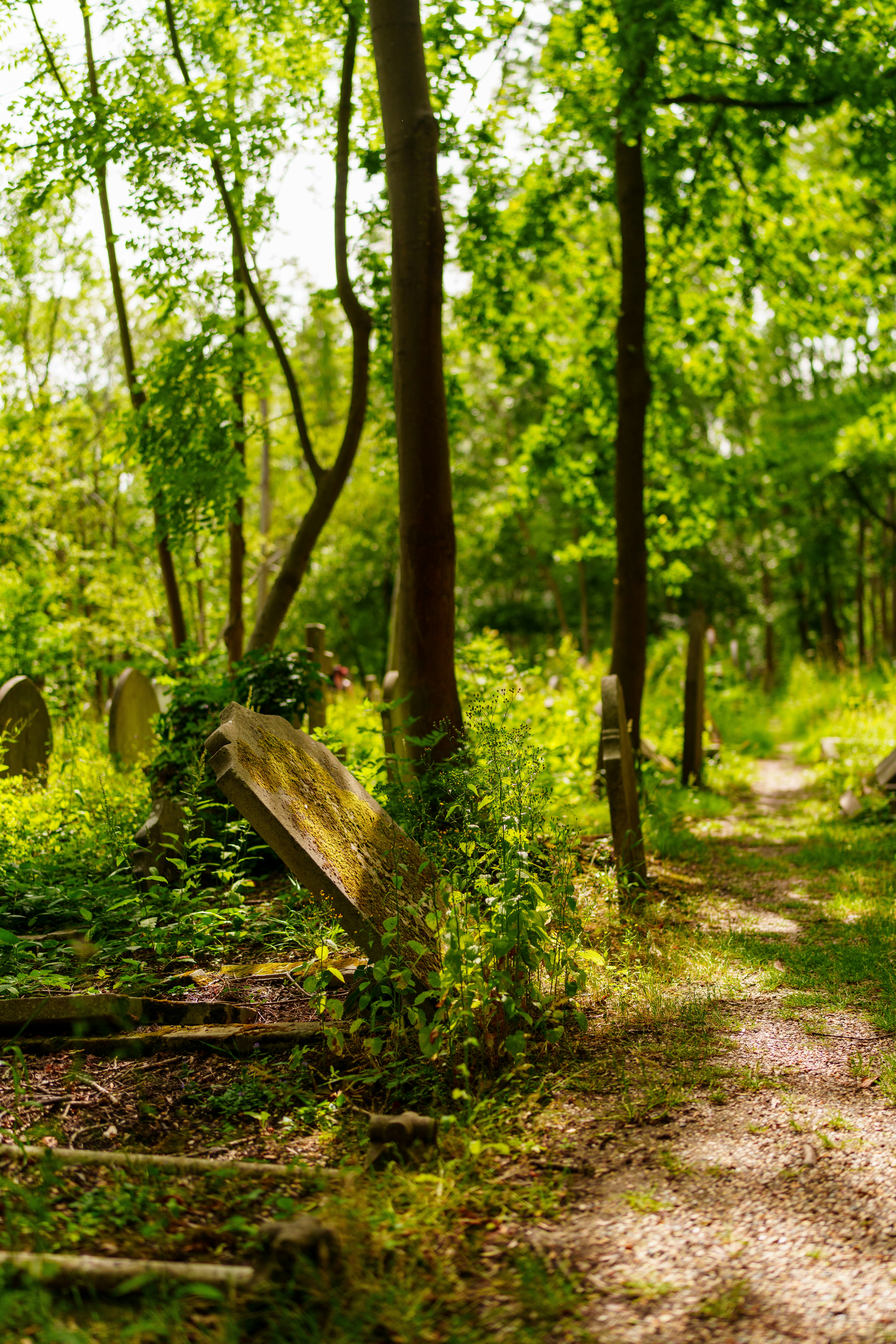 Overgrown Cemetery Trail bathed in dappled spring light