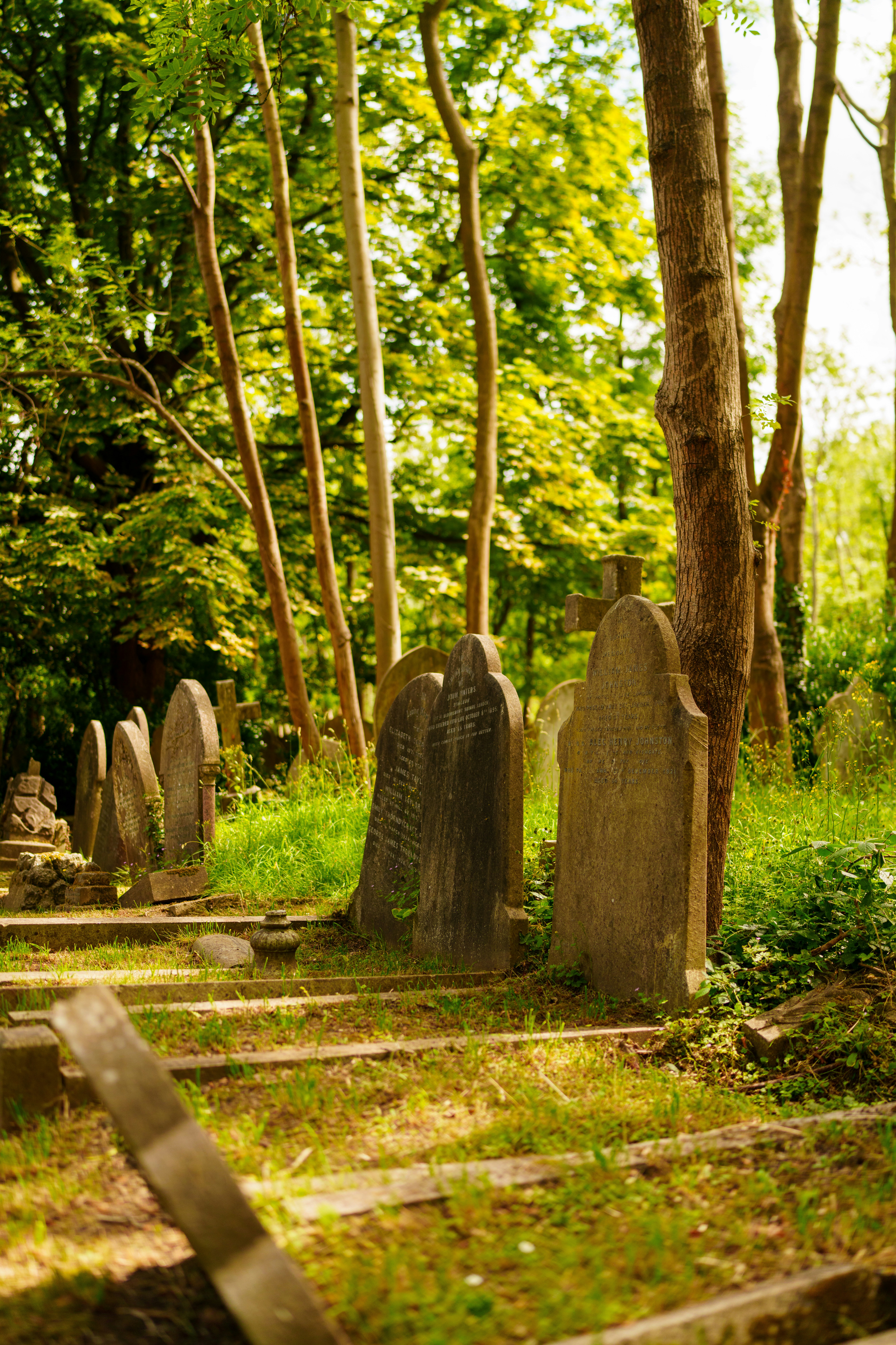 Overgrown Stones: Quiet Rows of a Woodland Cemetery