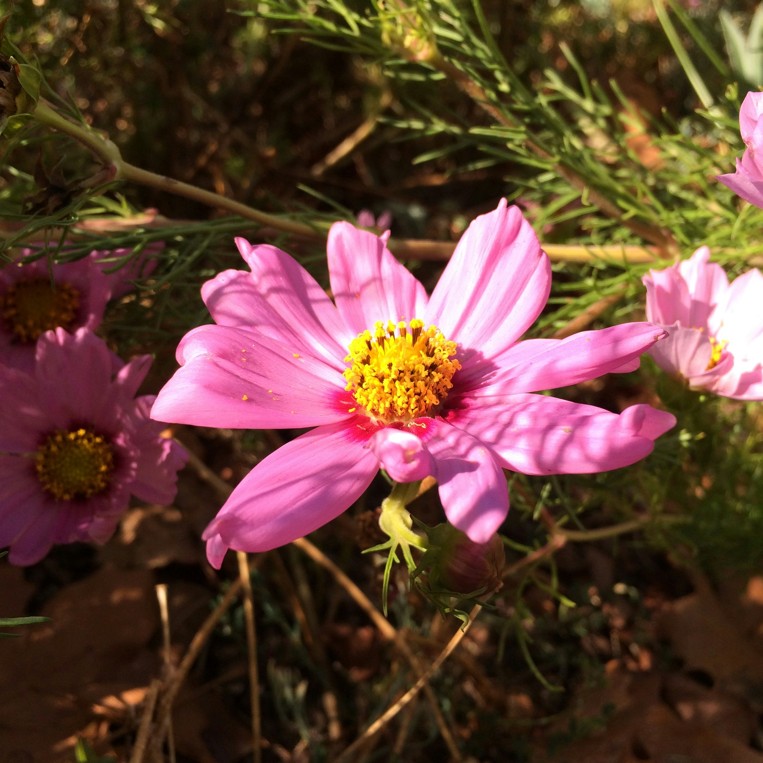 Pink Cosmos in Sunlit Garden Spotlight