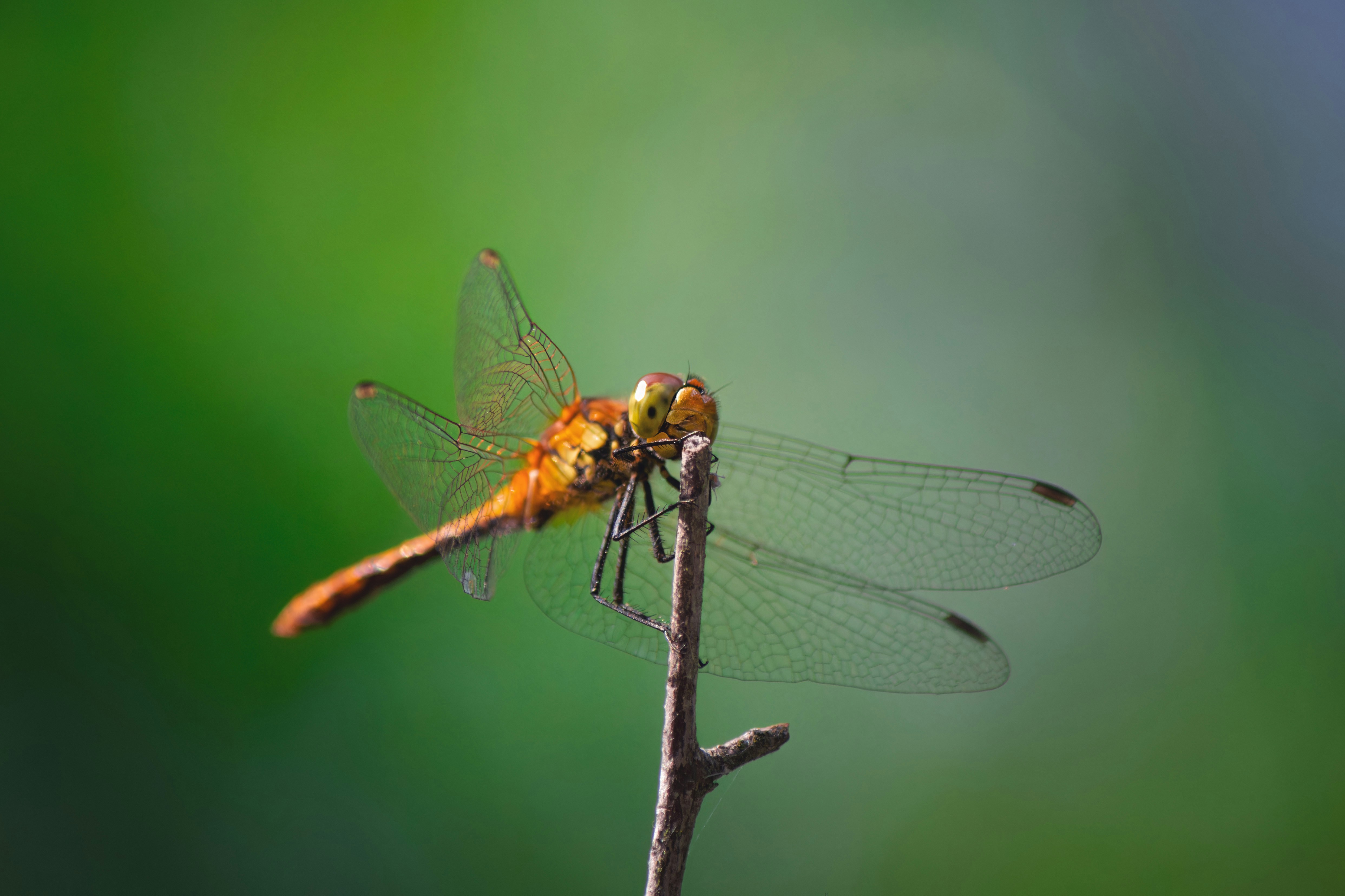 Golden Dragonfly on a Twig: a Quiet Moment in Soft Focus