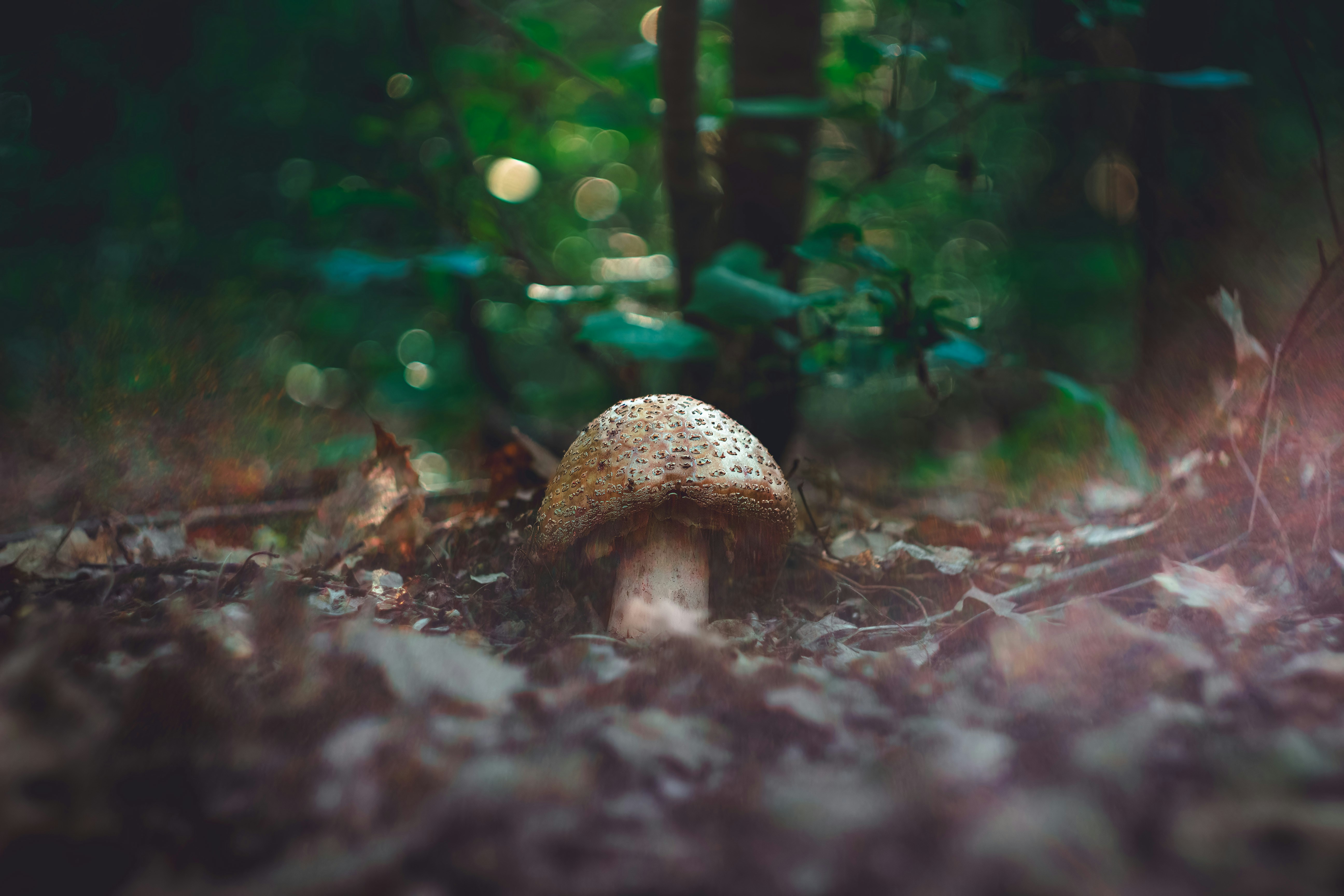 A solitary mushroom anchors a mossy forest floor illusion