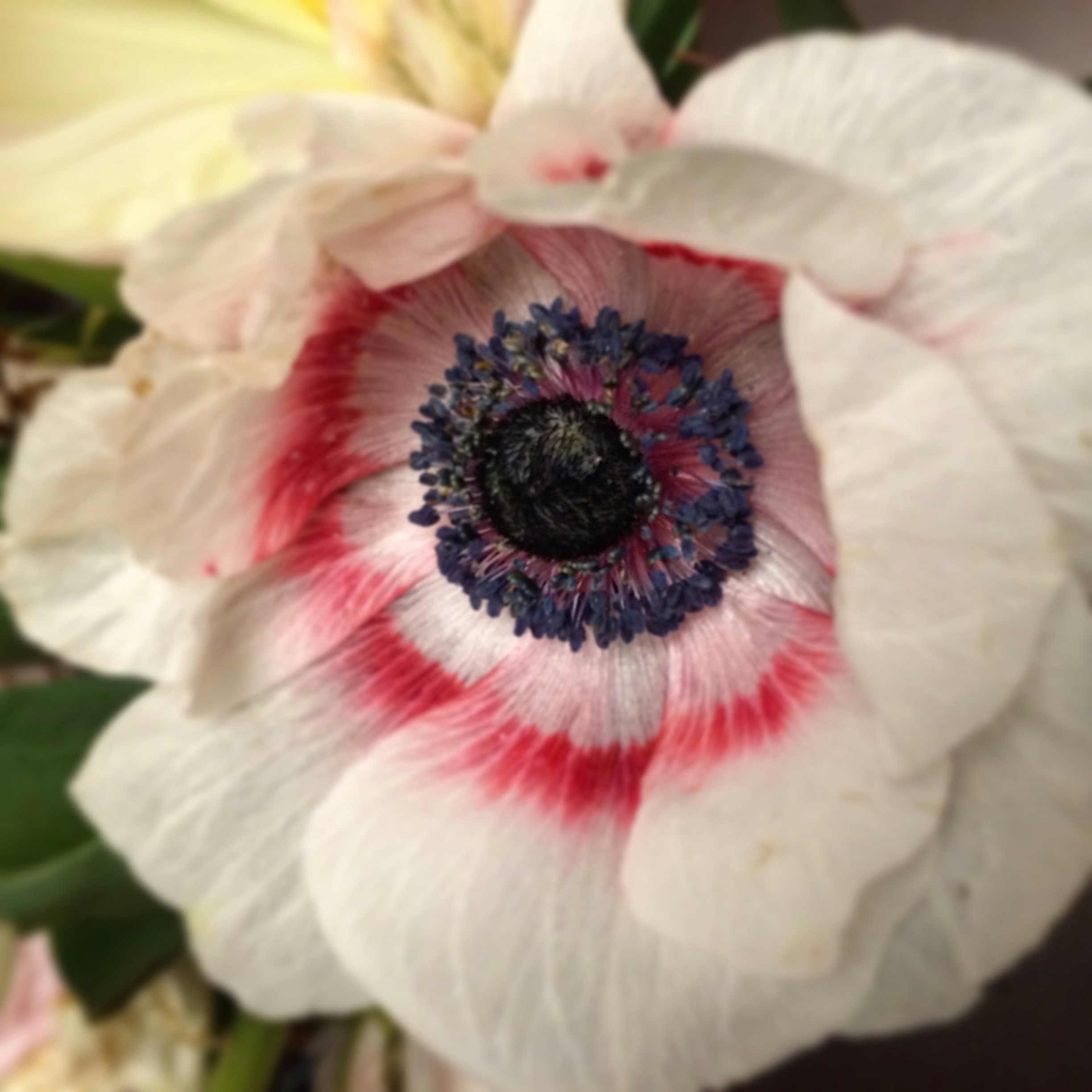A close-up of a pale white-pink flower with a dark, textured center, showcasing delicate petals and a vibrant interior. This is a macro-style floral shot.