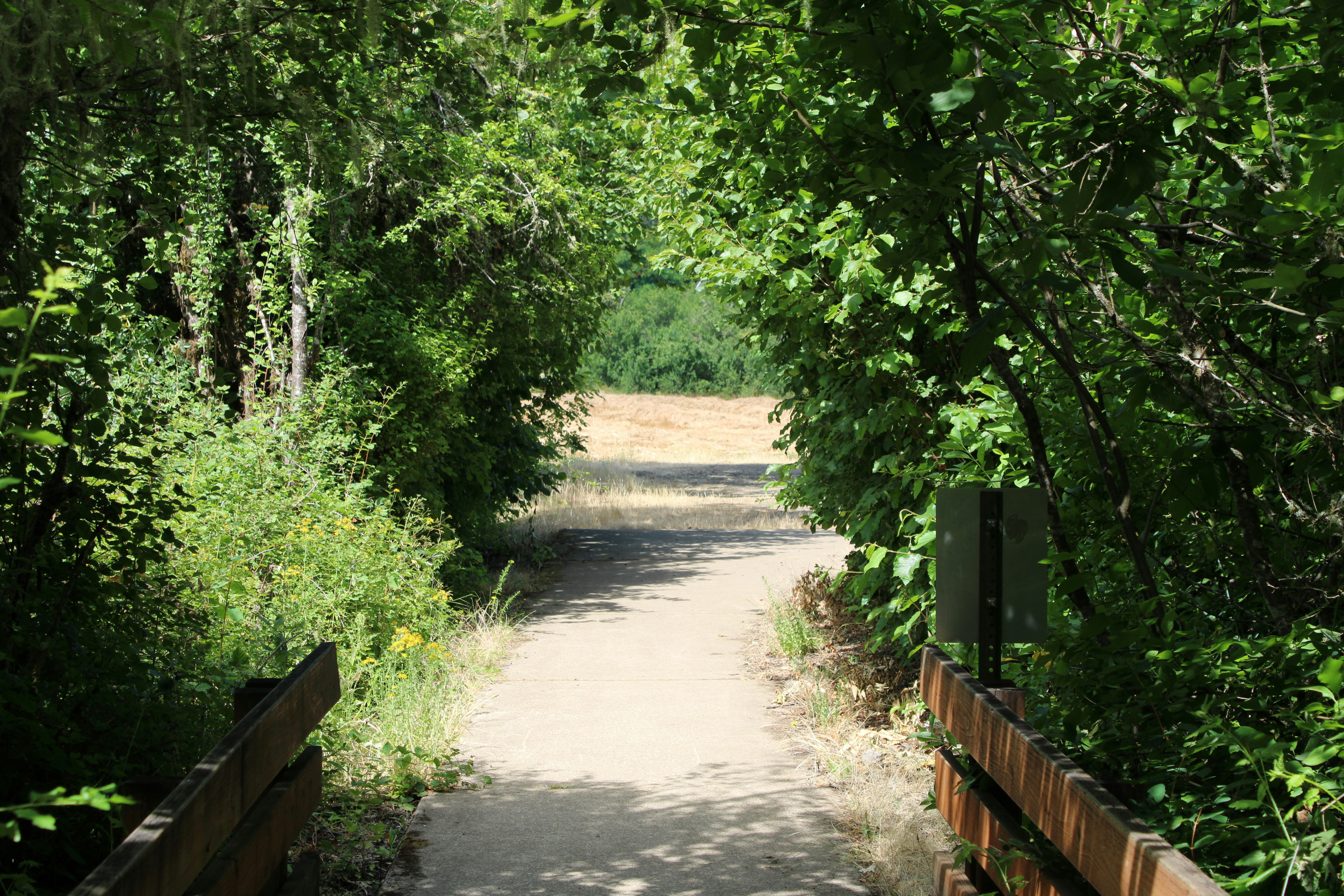 Path through Dappled Green Corridor to a Sunlit Clearing