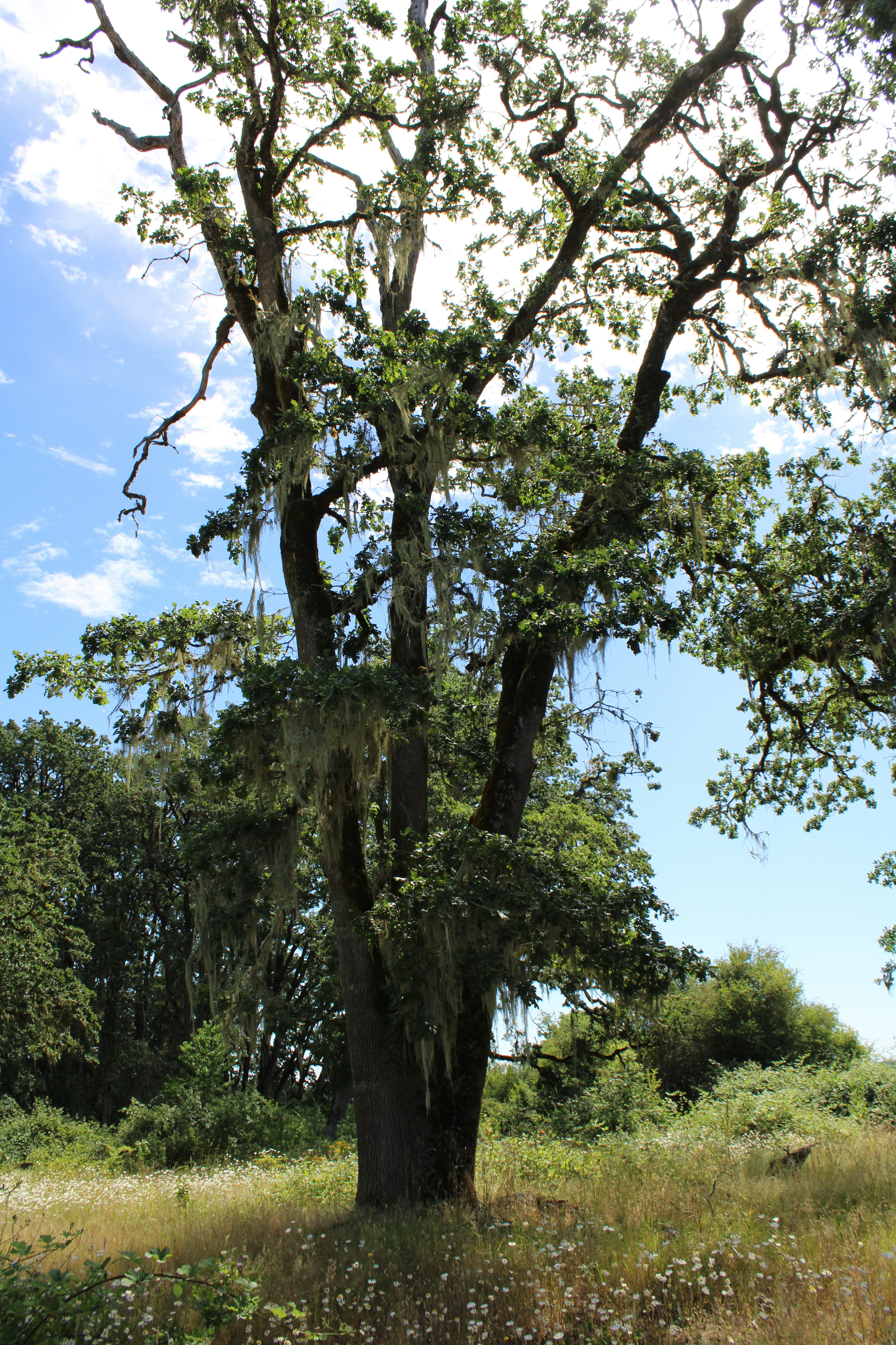 Ancient Oak Reaching Toward a Clear Sky