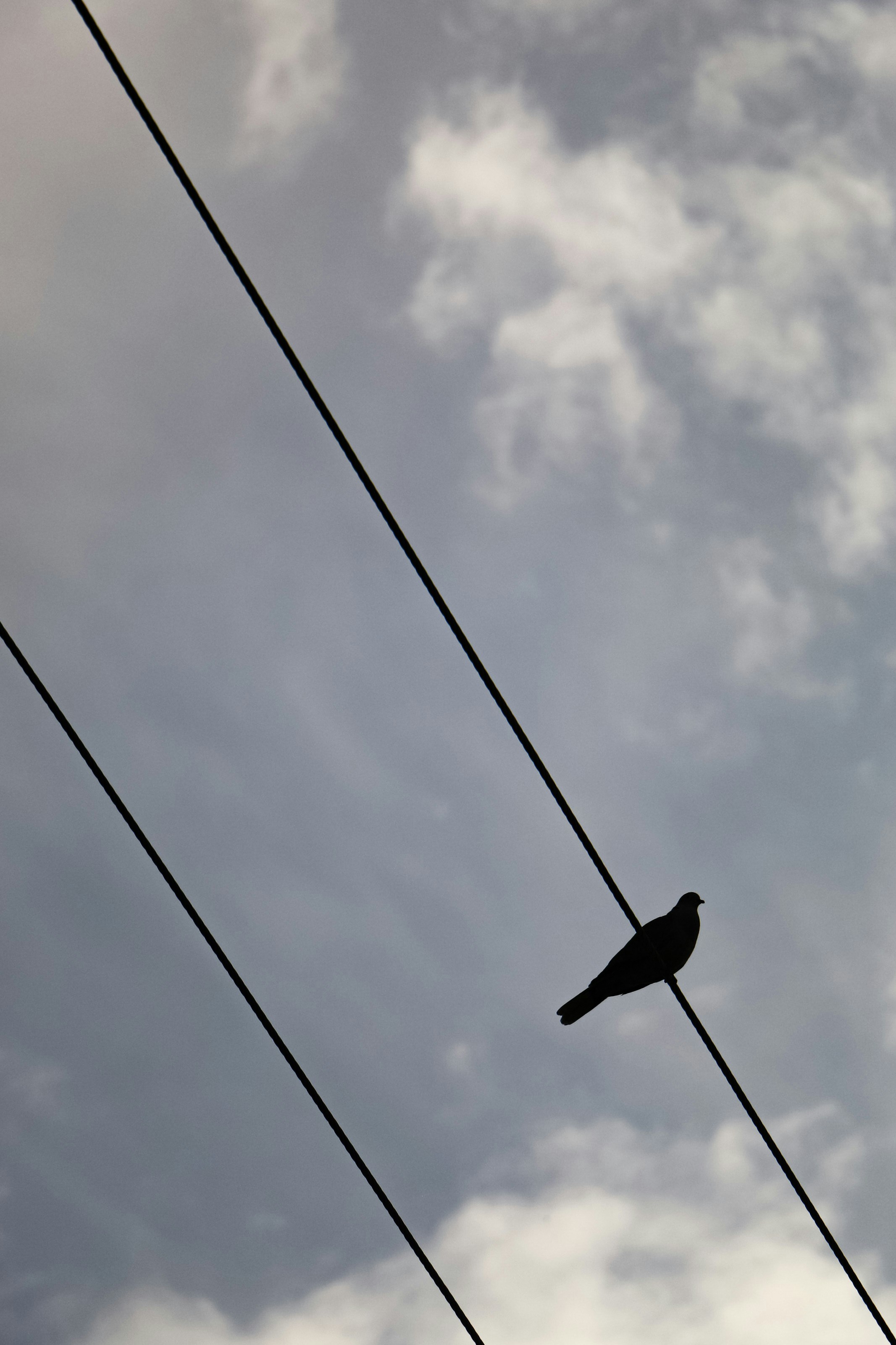 Single Bird Silhouette Balancing on Power Line Against a Cloudy Sky