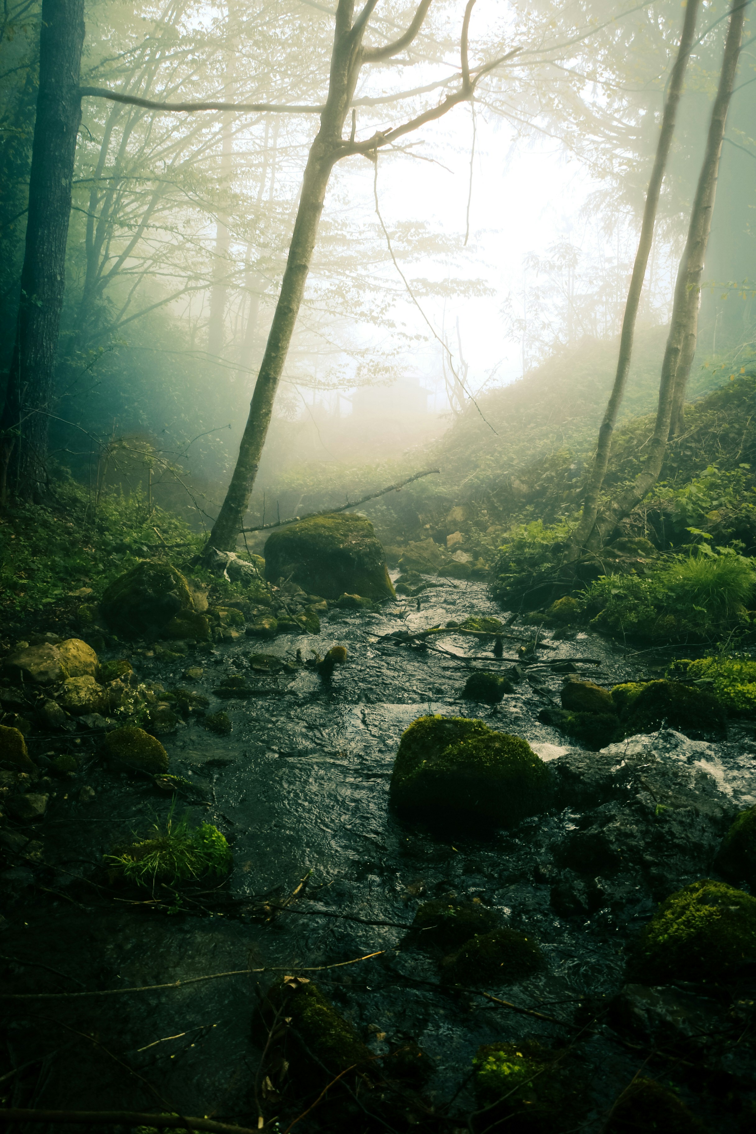 Misted Forest Stream: Quiet Corridor Between Mossy Stones