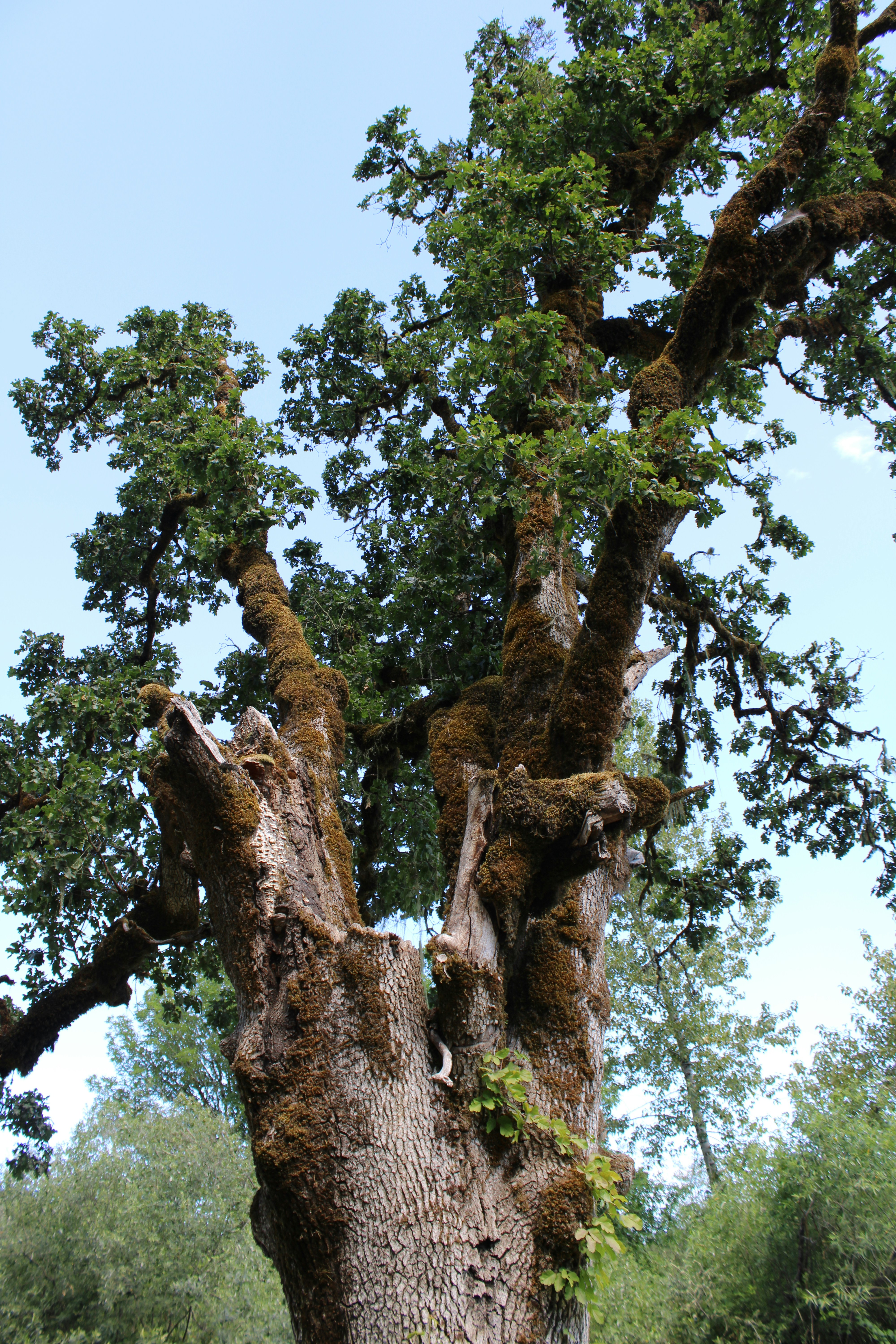 Ancient Tree with Mossy Trunk Reaching Toward a Bright Sky