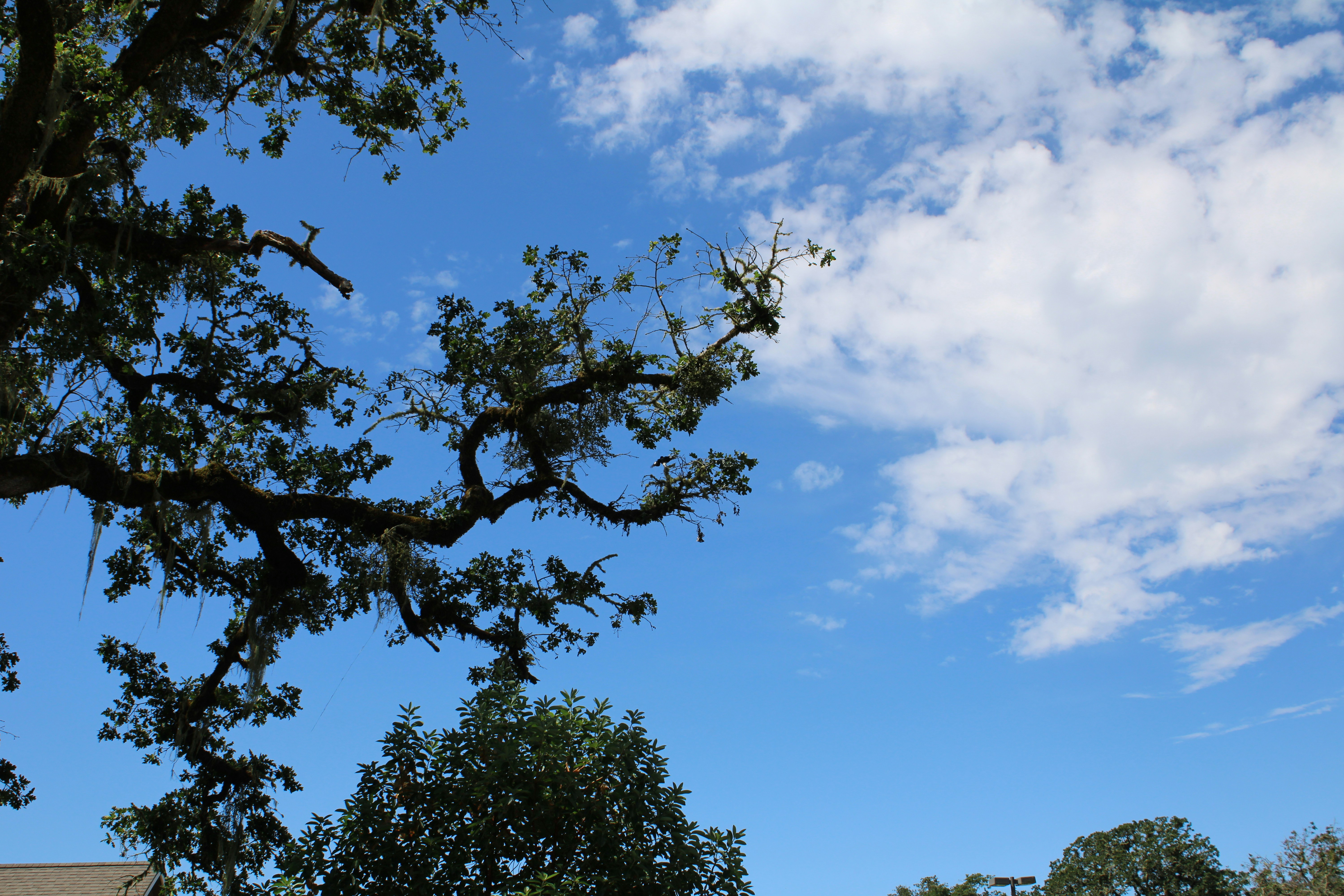 Azure Sky Framed by Sculpted Arboreal Silhouettes